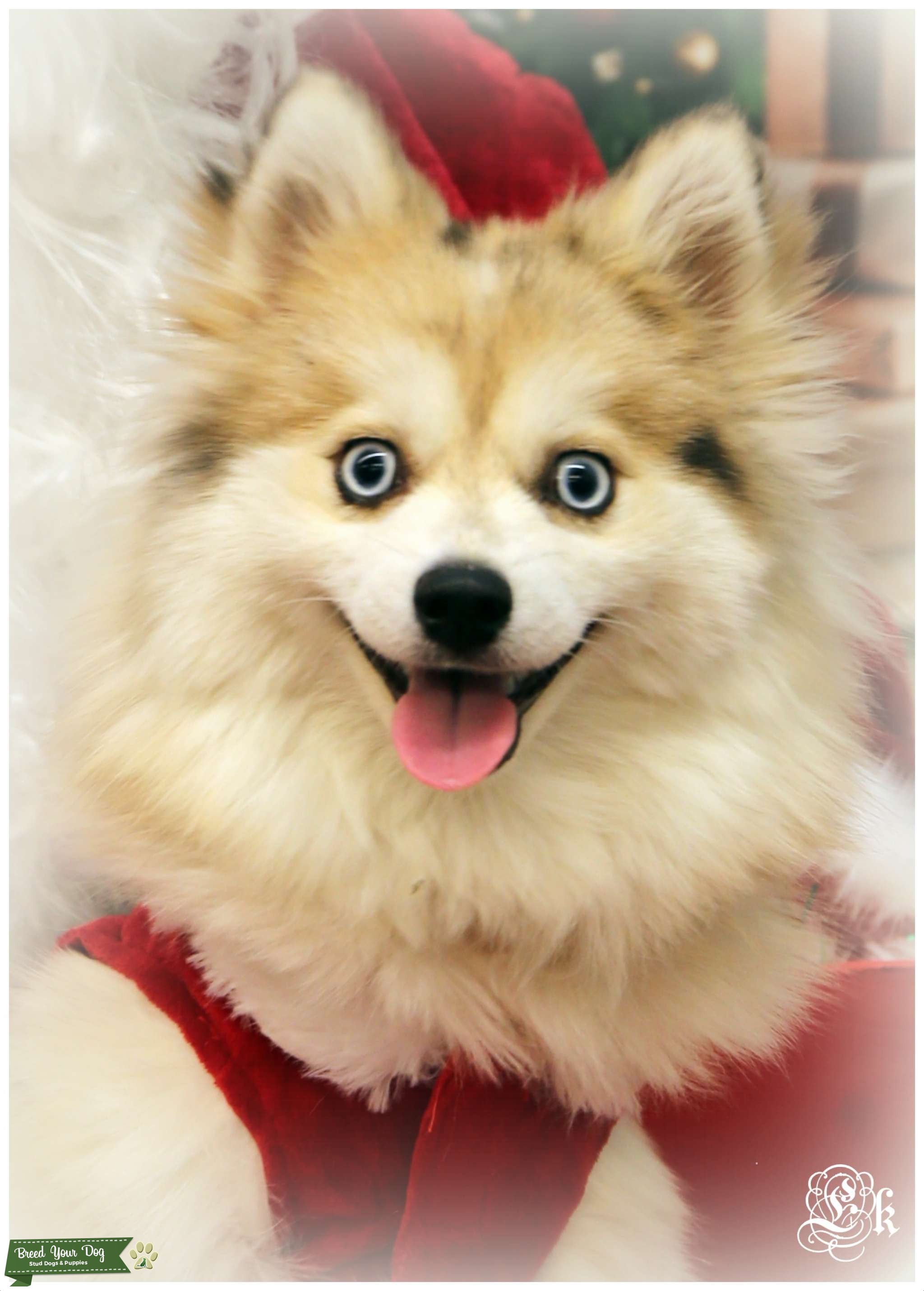 2ND GENERATION FEMALE POMSKY - Stud Dog in New Jersey, the United ...