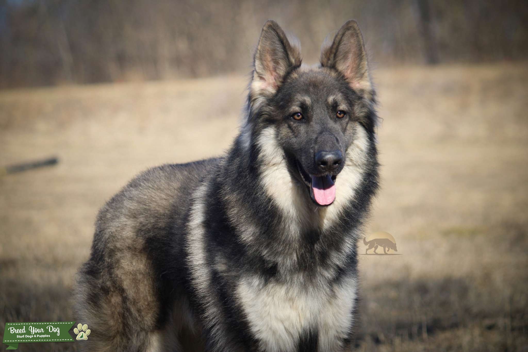 AKC Blue GSD - Stud Dog in IN, the United States | Breed Your Dog