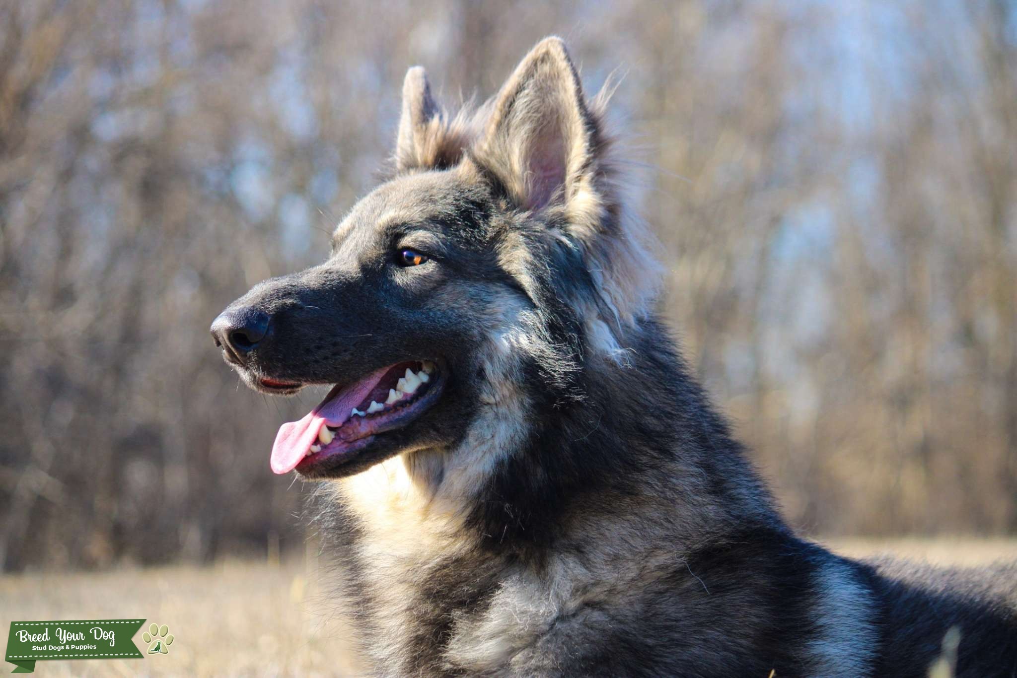 Stud Dog - AKC Blue GSD - Breed Your Dog