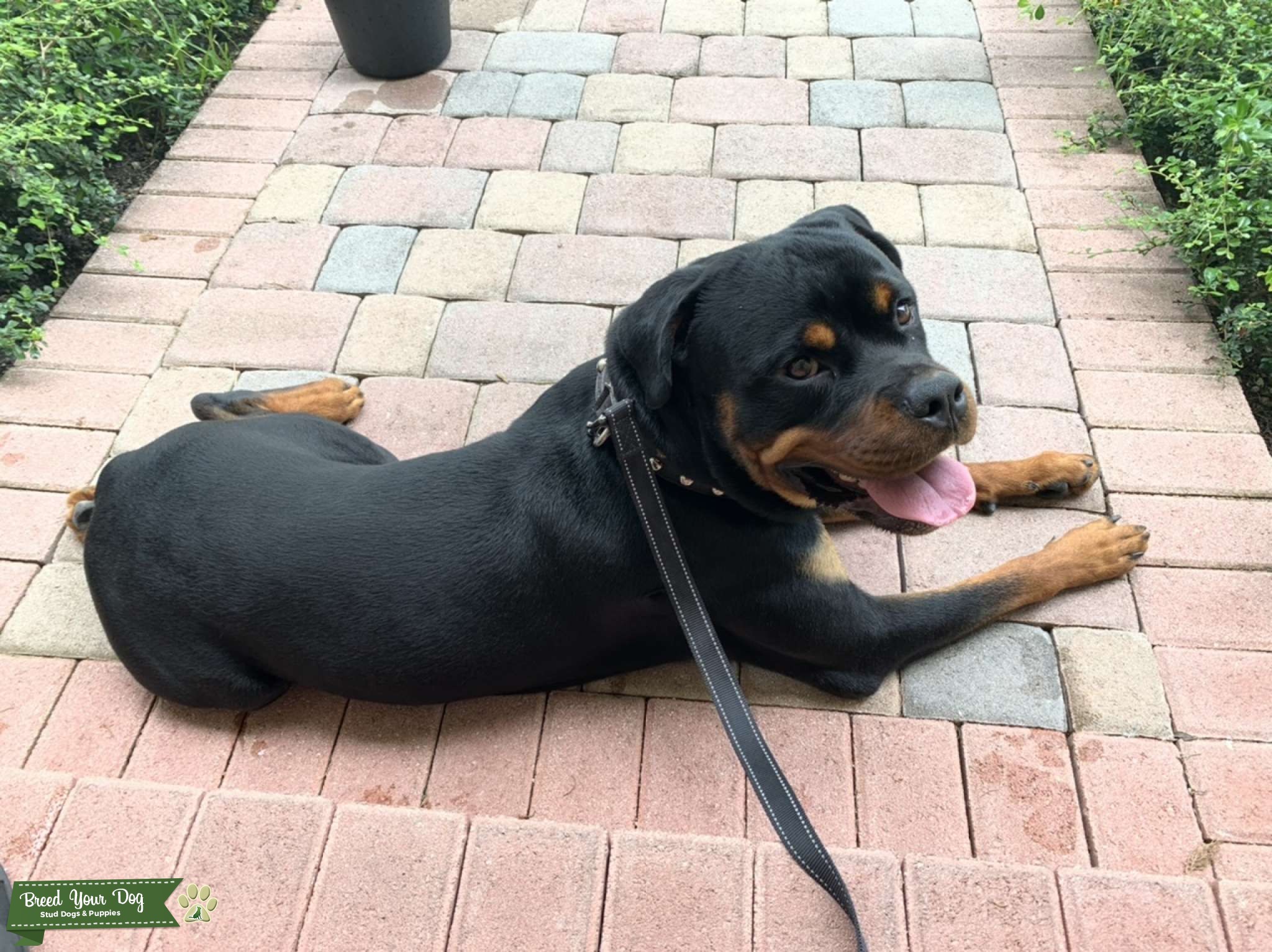 German Rotty - Stud Dog SW Miami - Breed Your Dog