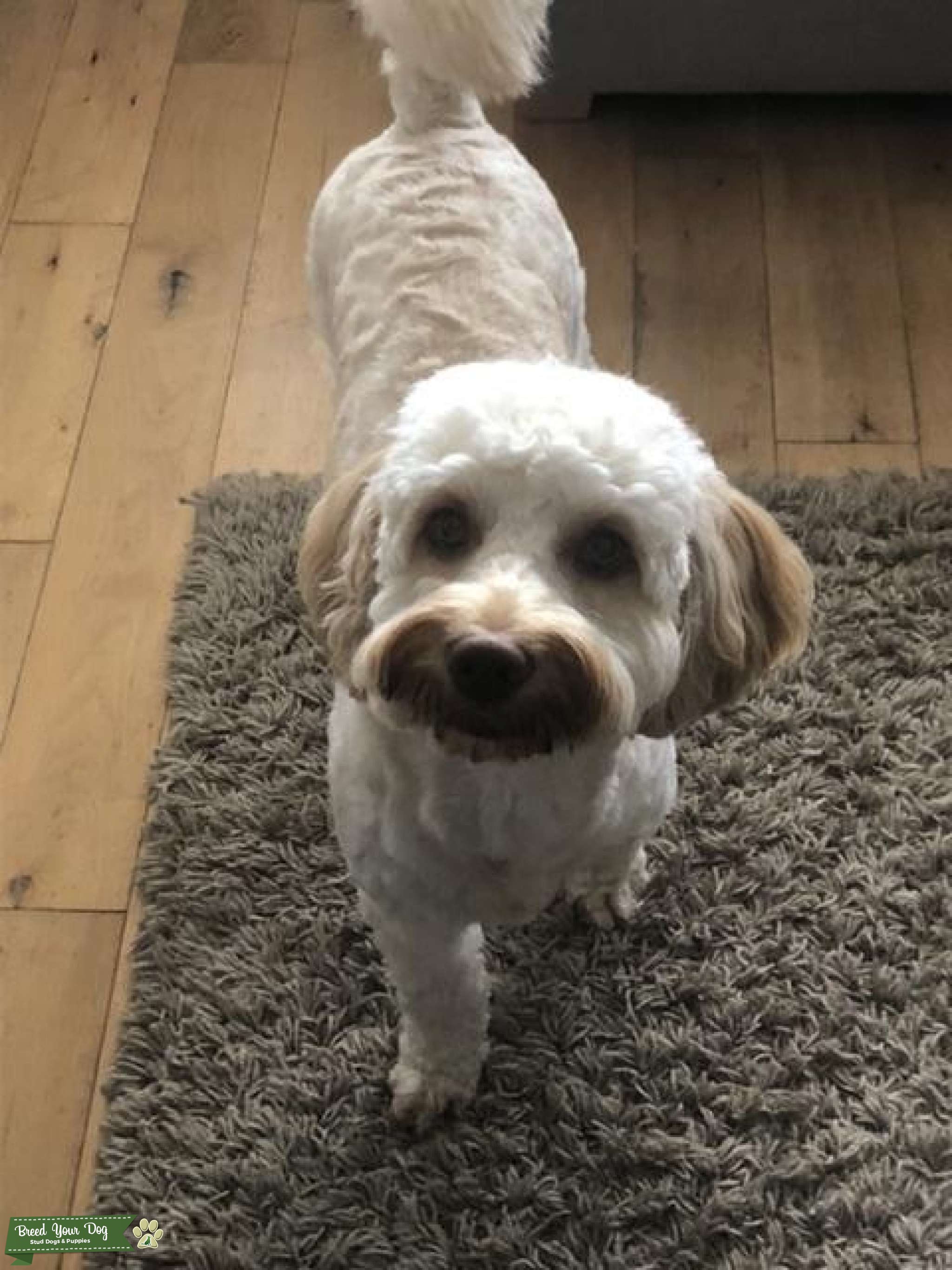 Cockapoo F1 Stud - Stud Dog in West midlands, United States | Breed ...