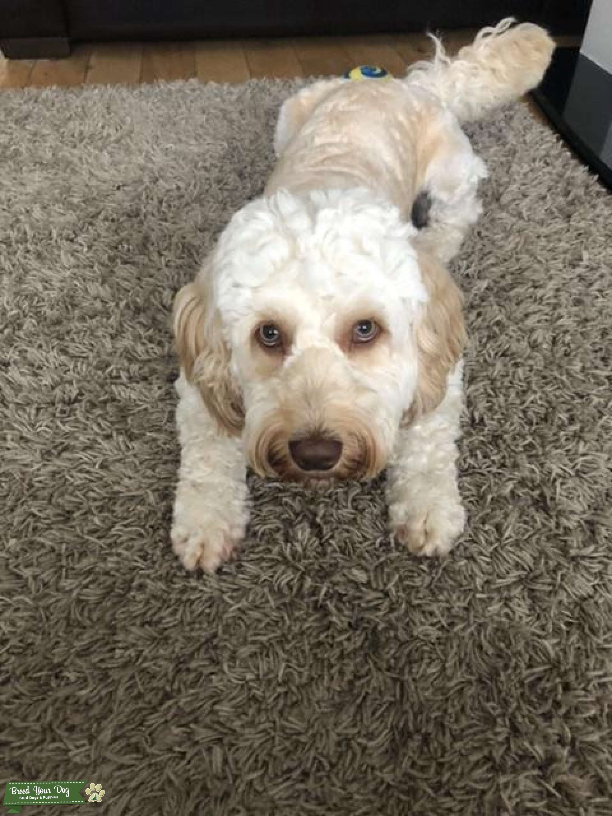 Cockapoo F1 Stud - Stud Dog in West midlands, United States | Breed ...