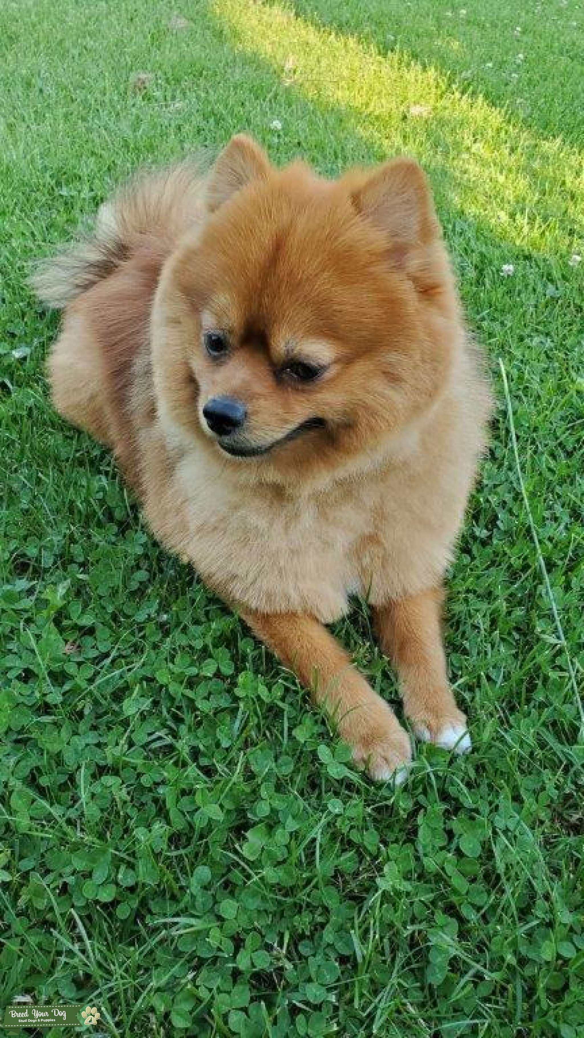 Pomeranian Male 2 years - Stud Dog in IL, United States | Breed Your Dog