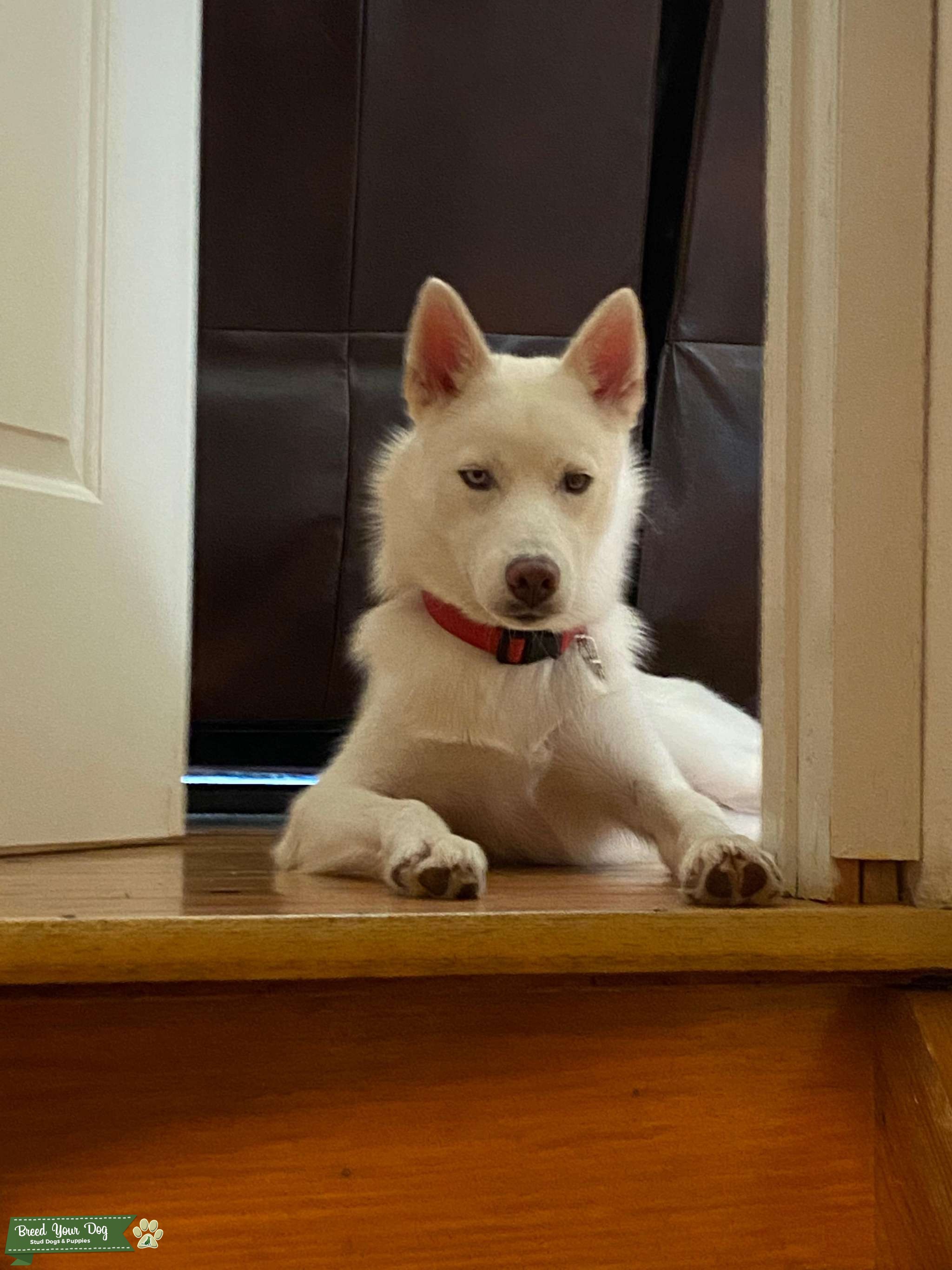 Beautiful White Male Pomsky for Stud - Stud Dog in Missouri, the United ...