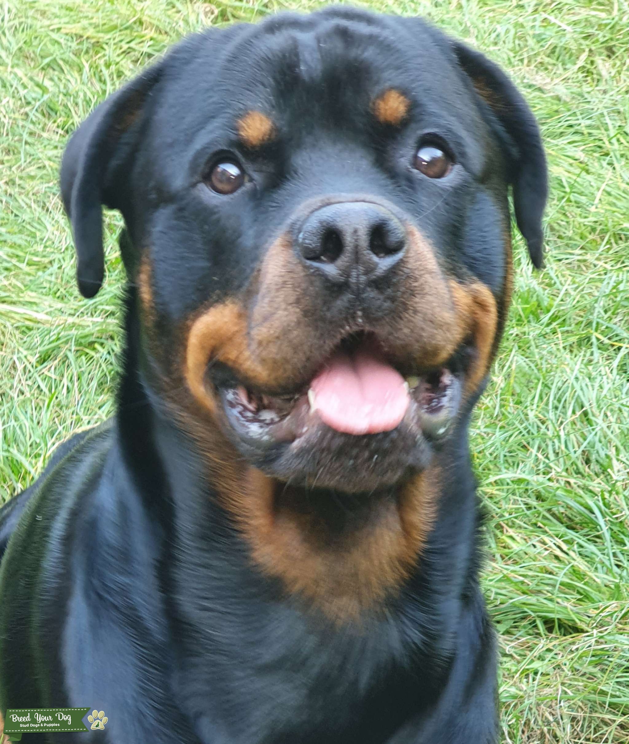 Perfect rottie - Stud Dog in Luton, United States | Breed Your Dog