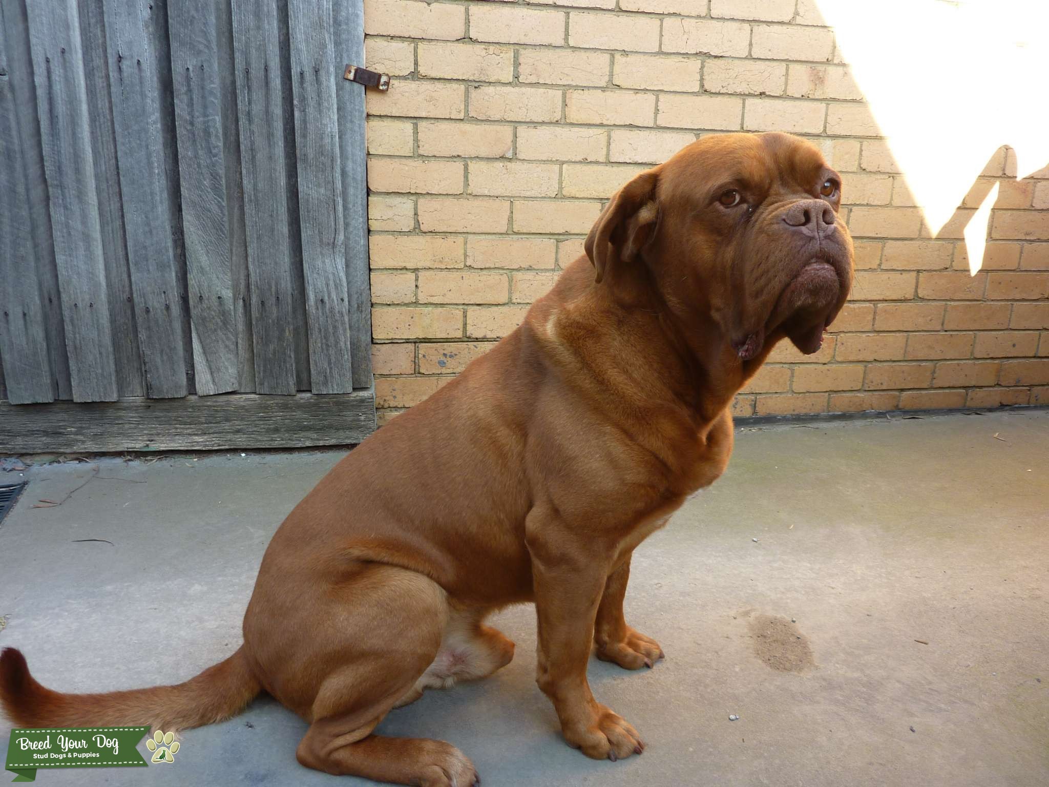 French Mastiff - Stud Dog in Victoria, Australia | Breed Your Dog
