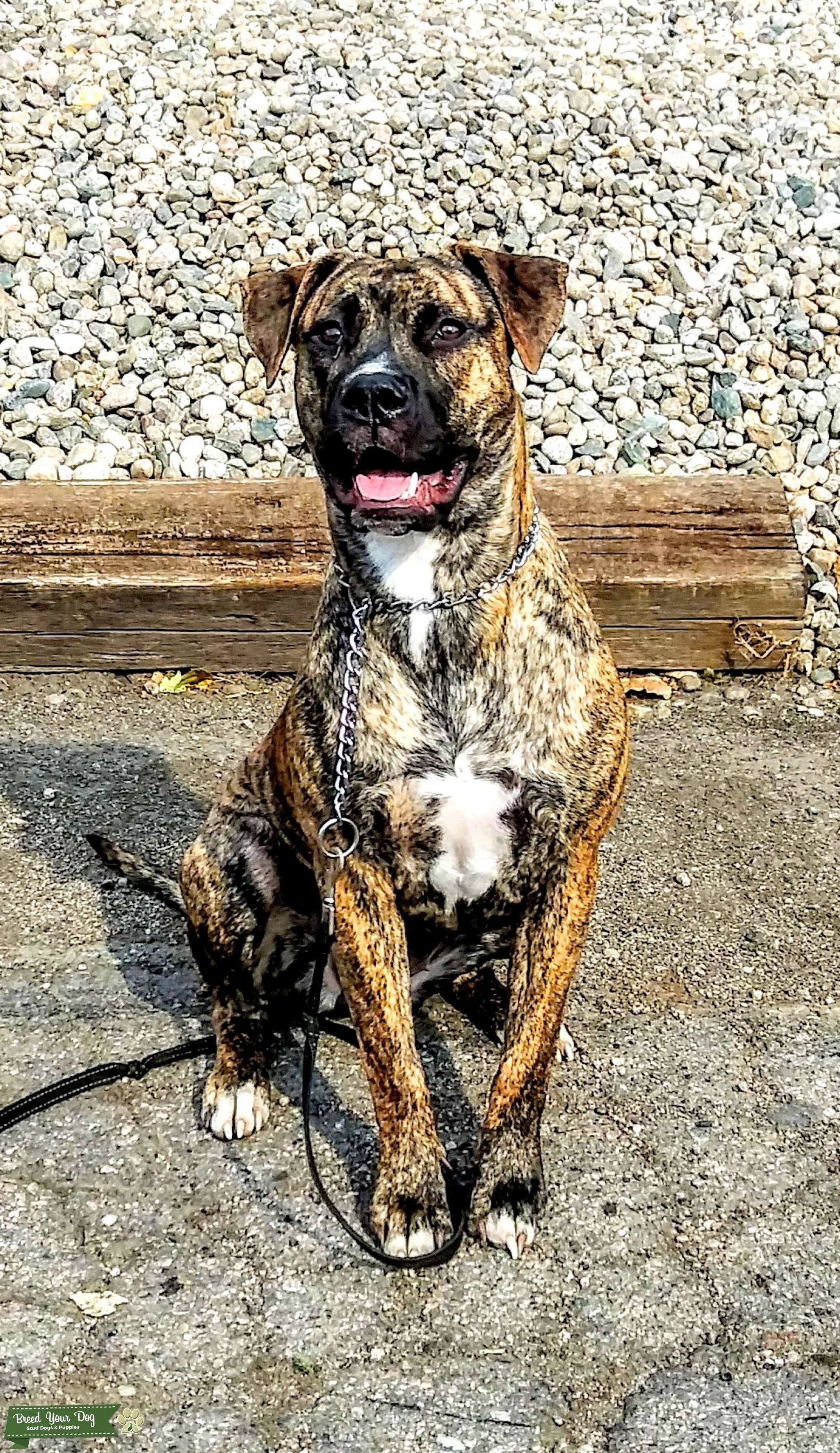 Brindle mastiff mix - Stud Dog in CO, United States | Breed Your Dog