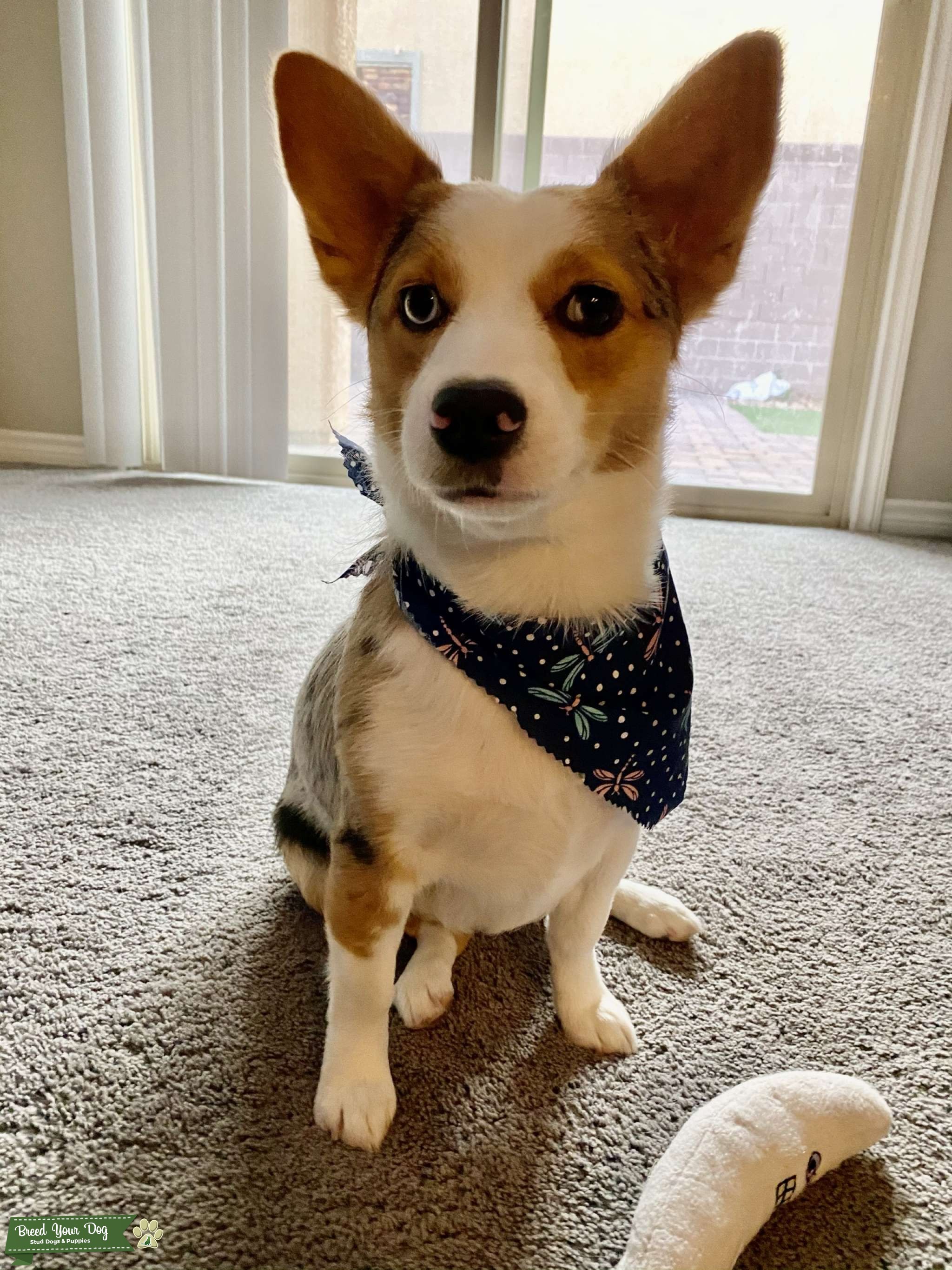 What Are Auggie Dogs