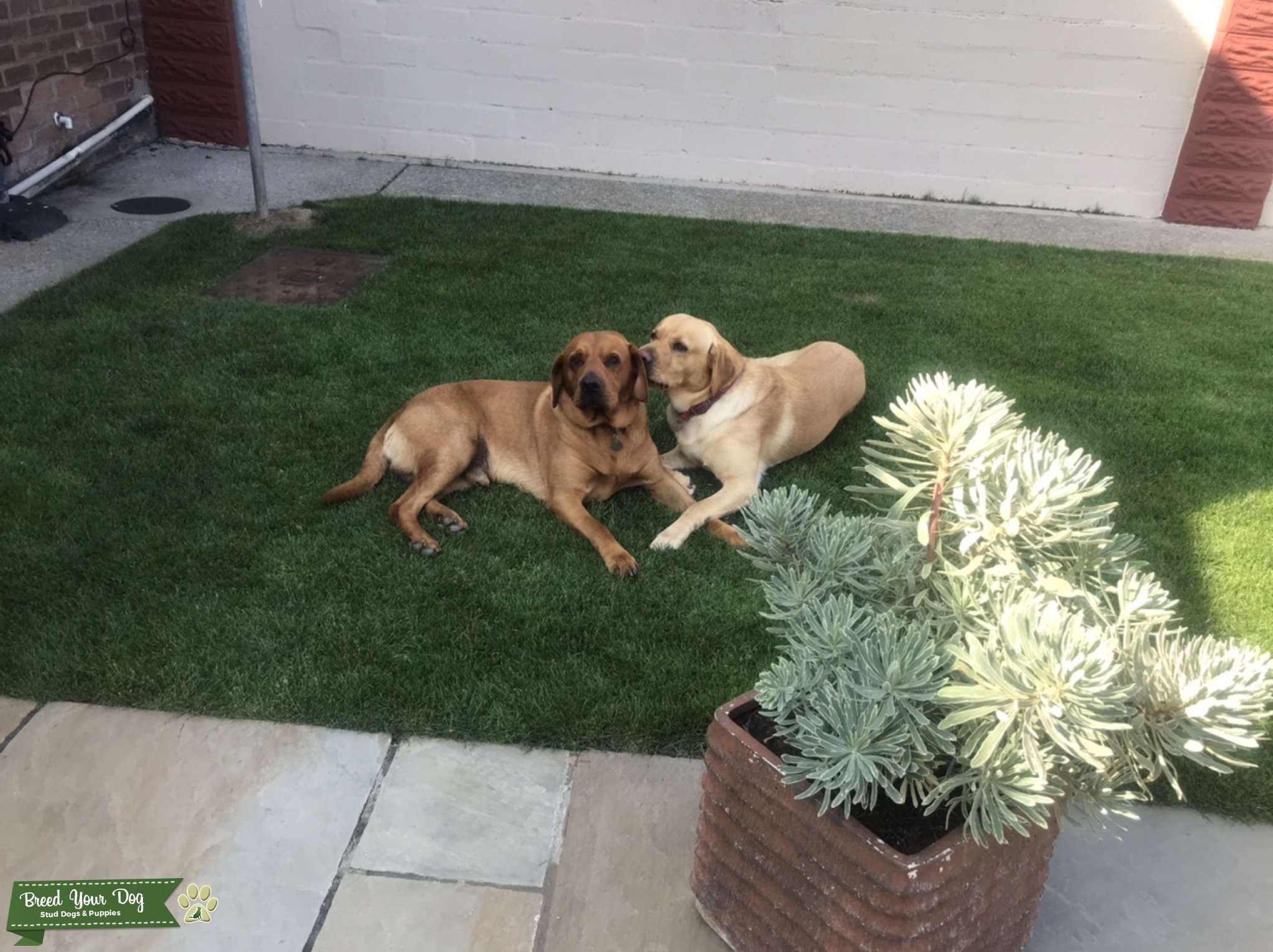 Fox red stud - Stud Dog in South Wales , United States | Breed Your Dog