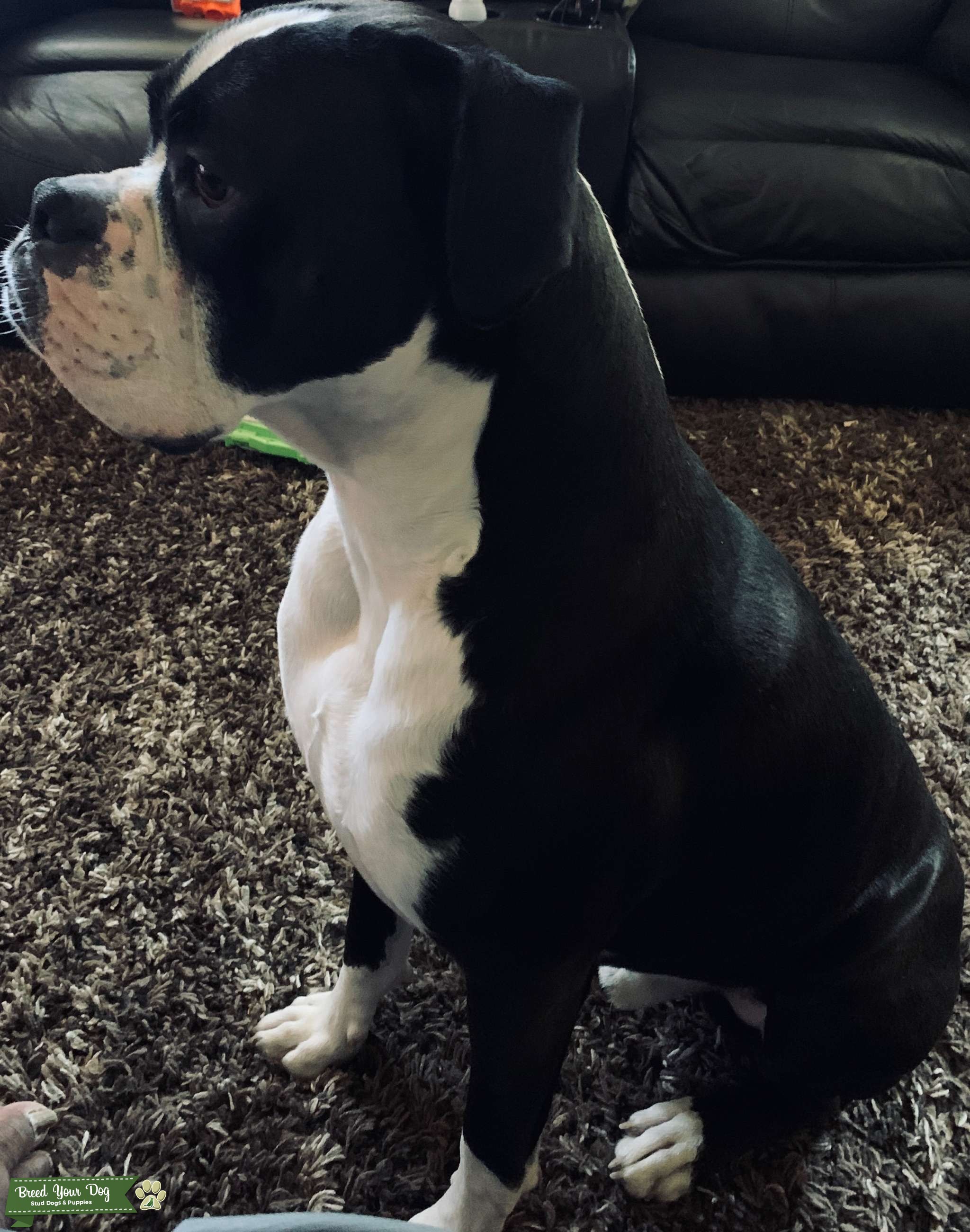 Full Bred Boxer mild manner family dog - Stud Dog in Syracuse NY, the ...