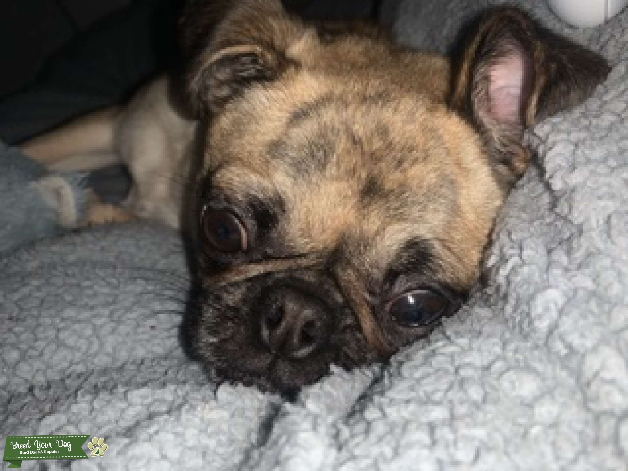 Sandy beige pug - Stud Dog Croydon, Surrey - Breed Your Dog