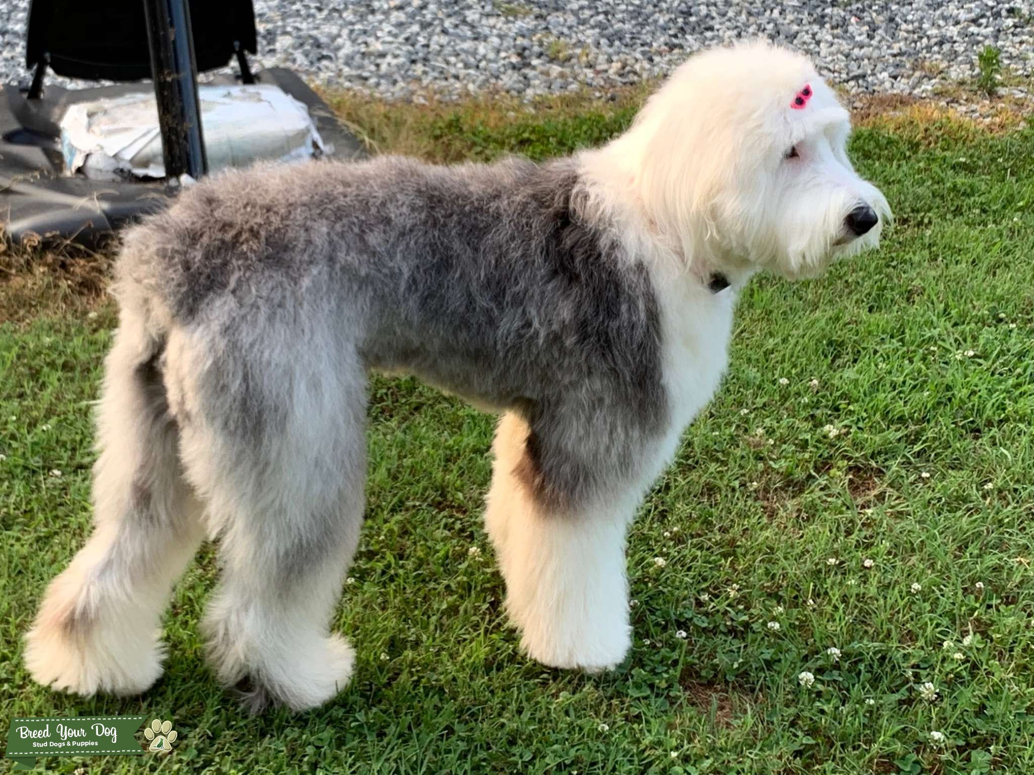 Beautiful Old English Sheepdog - Stud Dog in North Carolina, United ...