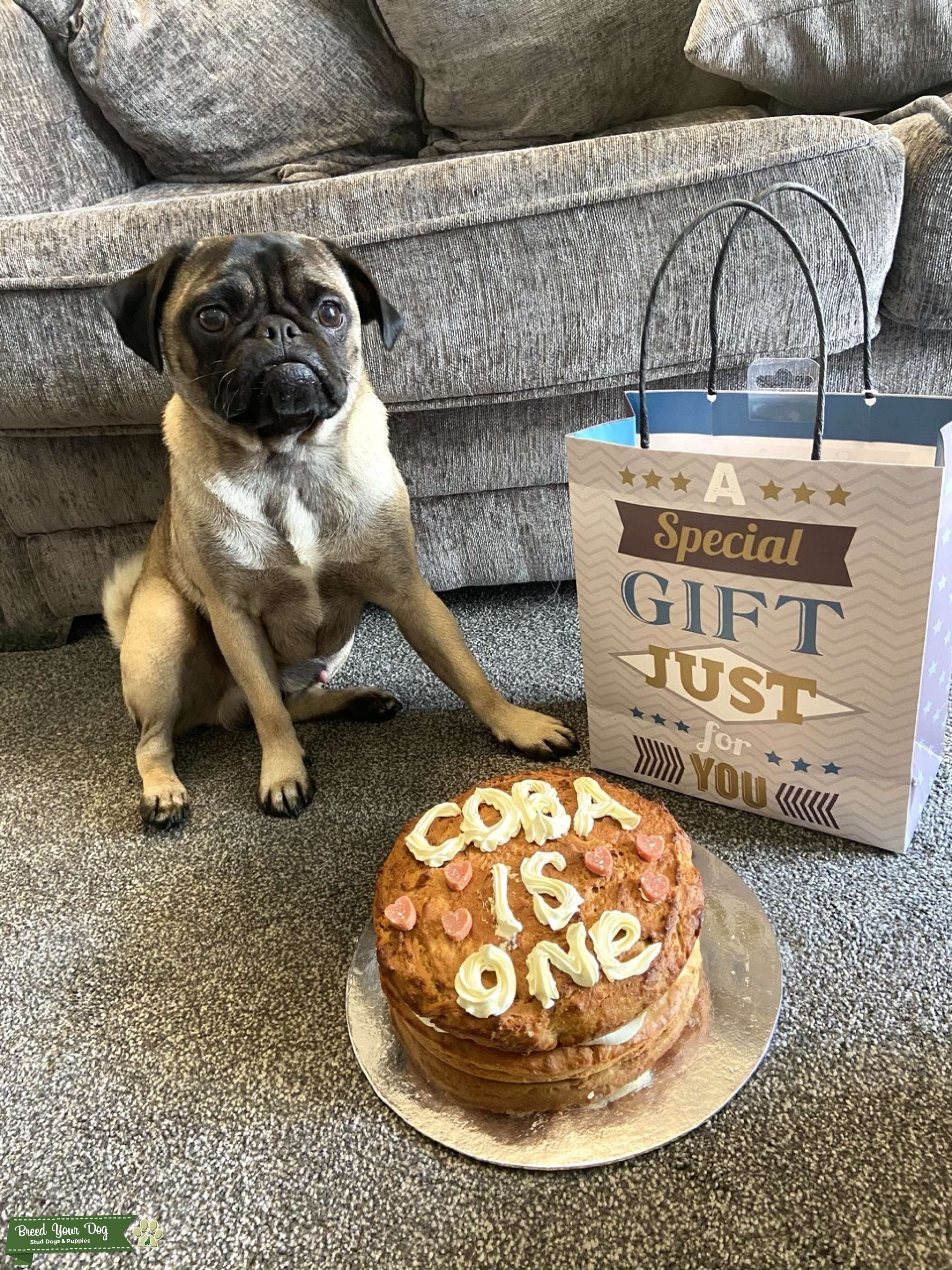 COBA, Pug 3/4 1/4 Chihuahua - Stud Dog in Warwickshire , the United ...