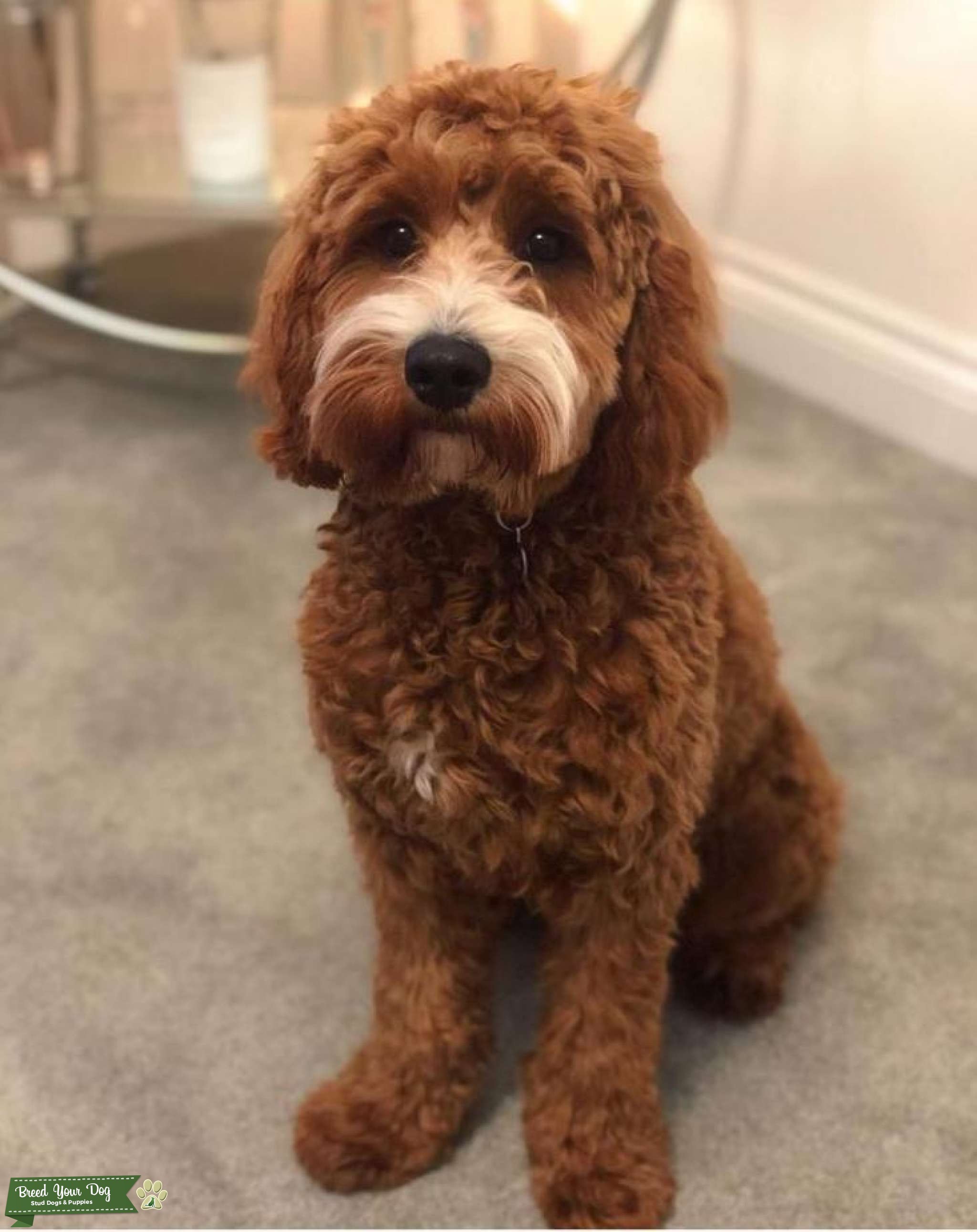 Red Cavapoo with white markings for stud - Stud Dog in Essex, United ...