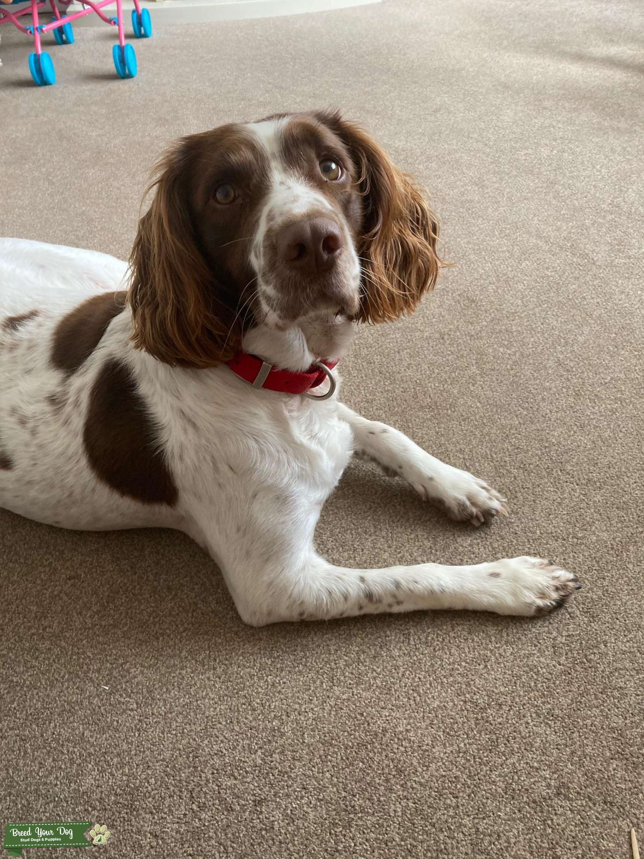 English Springer Spaniel - Stud Dog Merseyside - Breed Your Dog