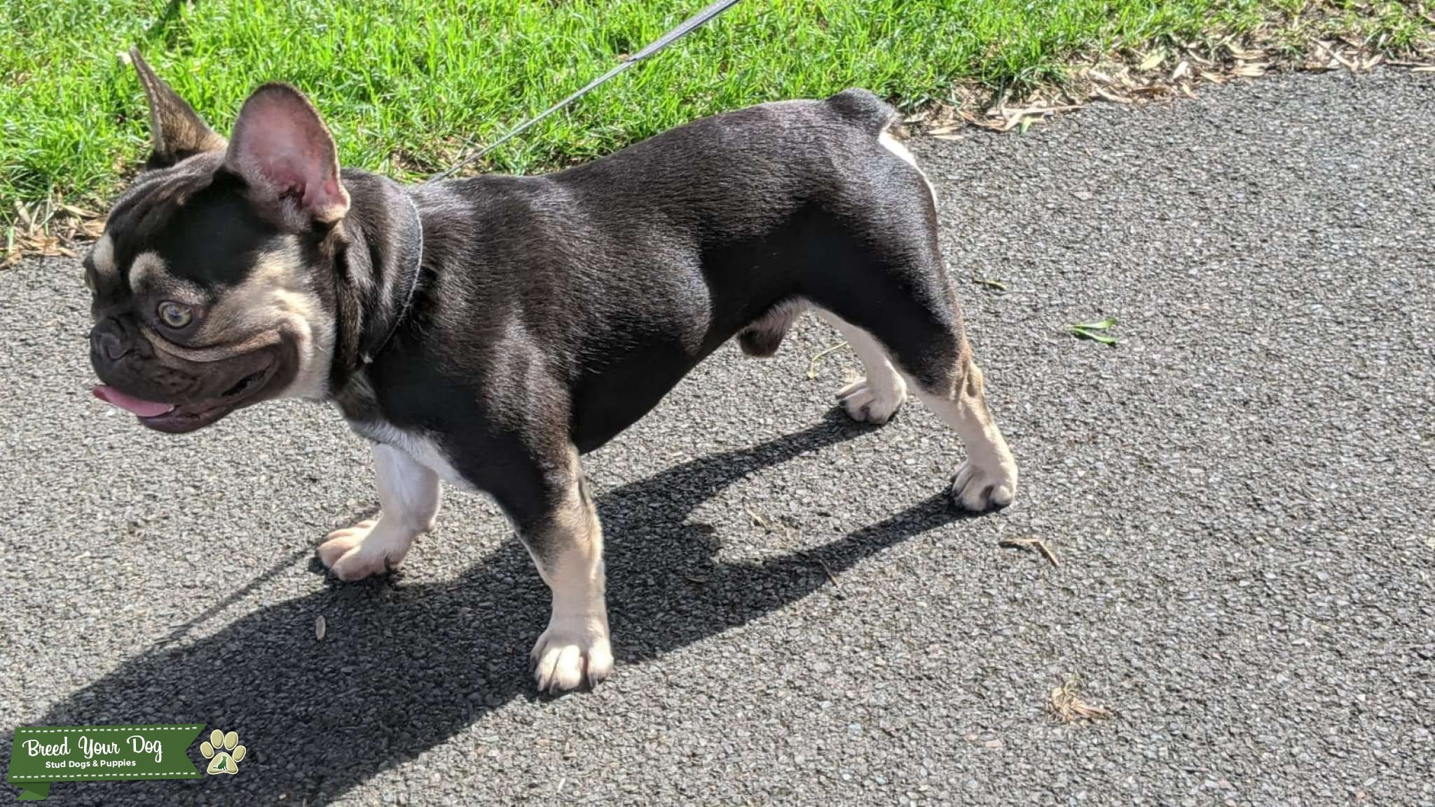 Black & Tan Frenchie - Stud Dog in West Midlands , United States ...