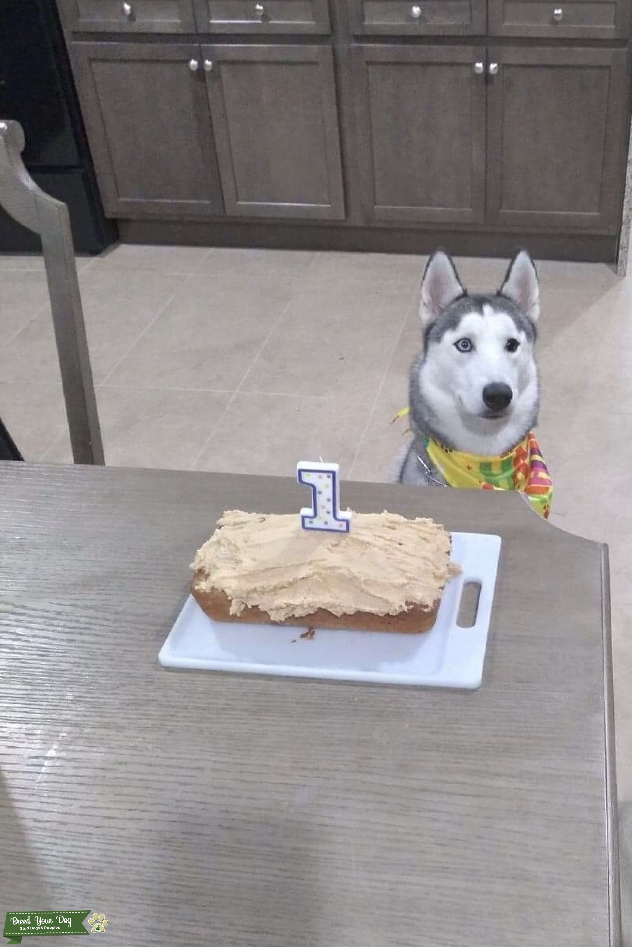 Salt and Pepper Siberian Husky - Stud Dog in Eastern , the United ...