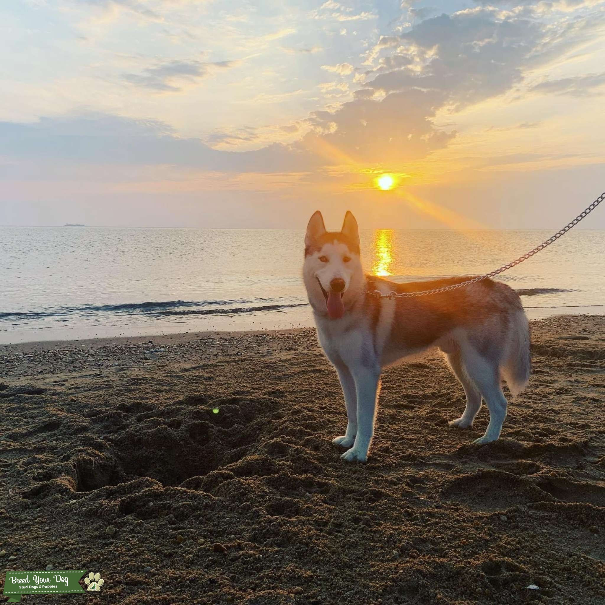 Salt and Pepper Siberian Husky - Stud Dog in Eastern , the United ...