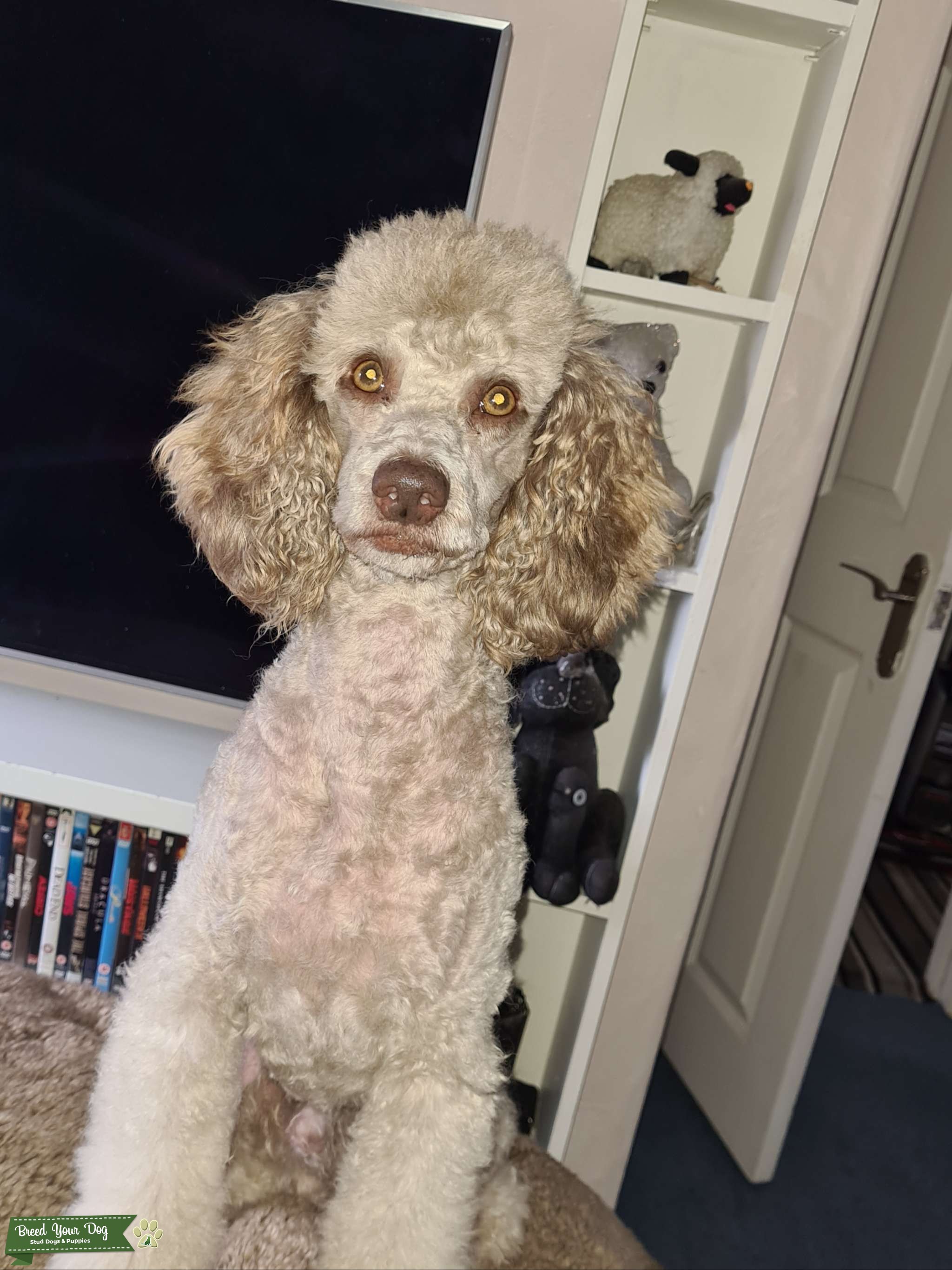 Cafe Au lait, poodle. Gorgeous colours. Lovely temperament. - Stud Dog ...
