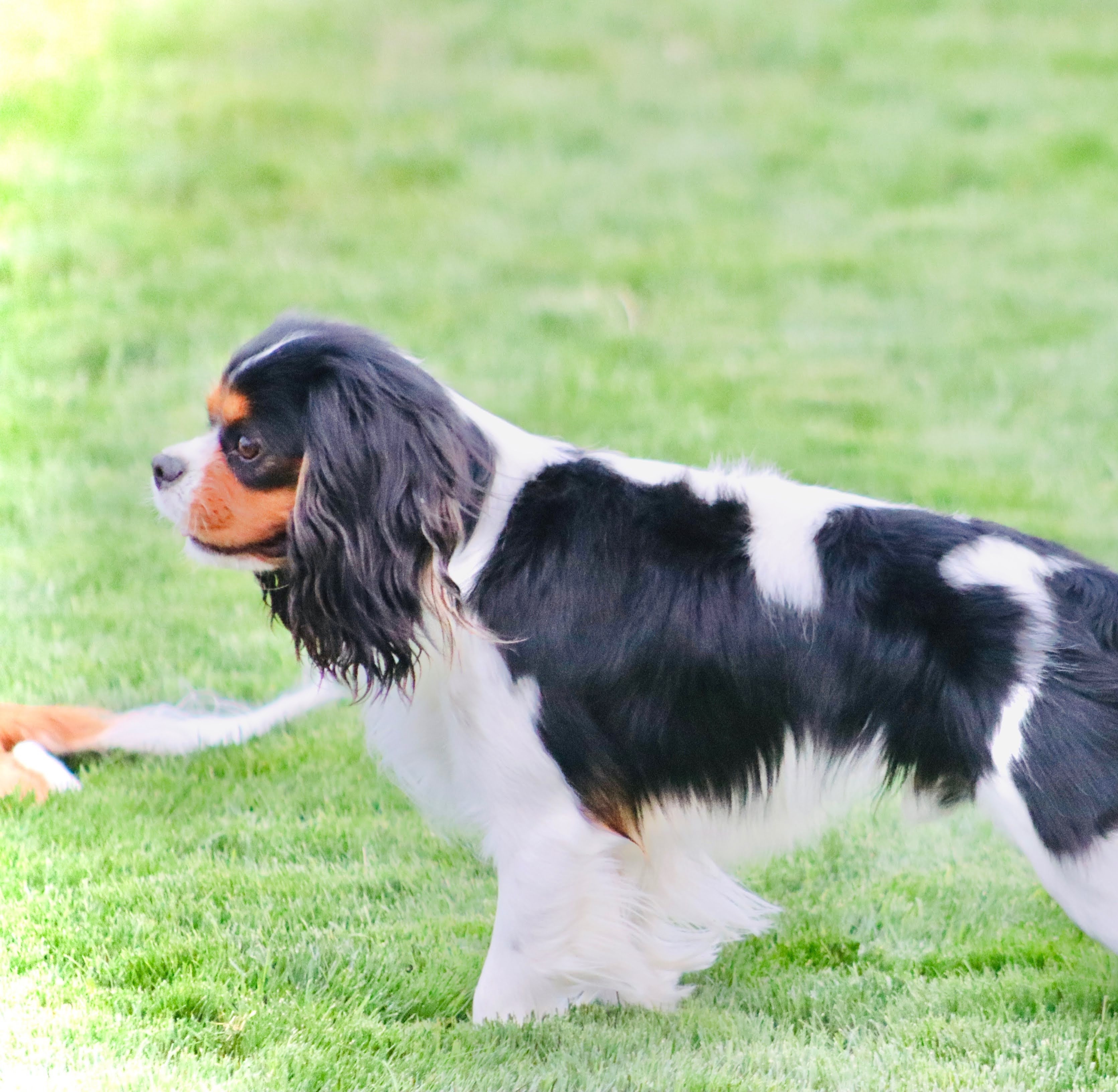AKC Cavalier King Charles Spaniel tricolor stud - Stud Dog in Hyde Park ...