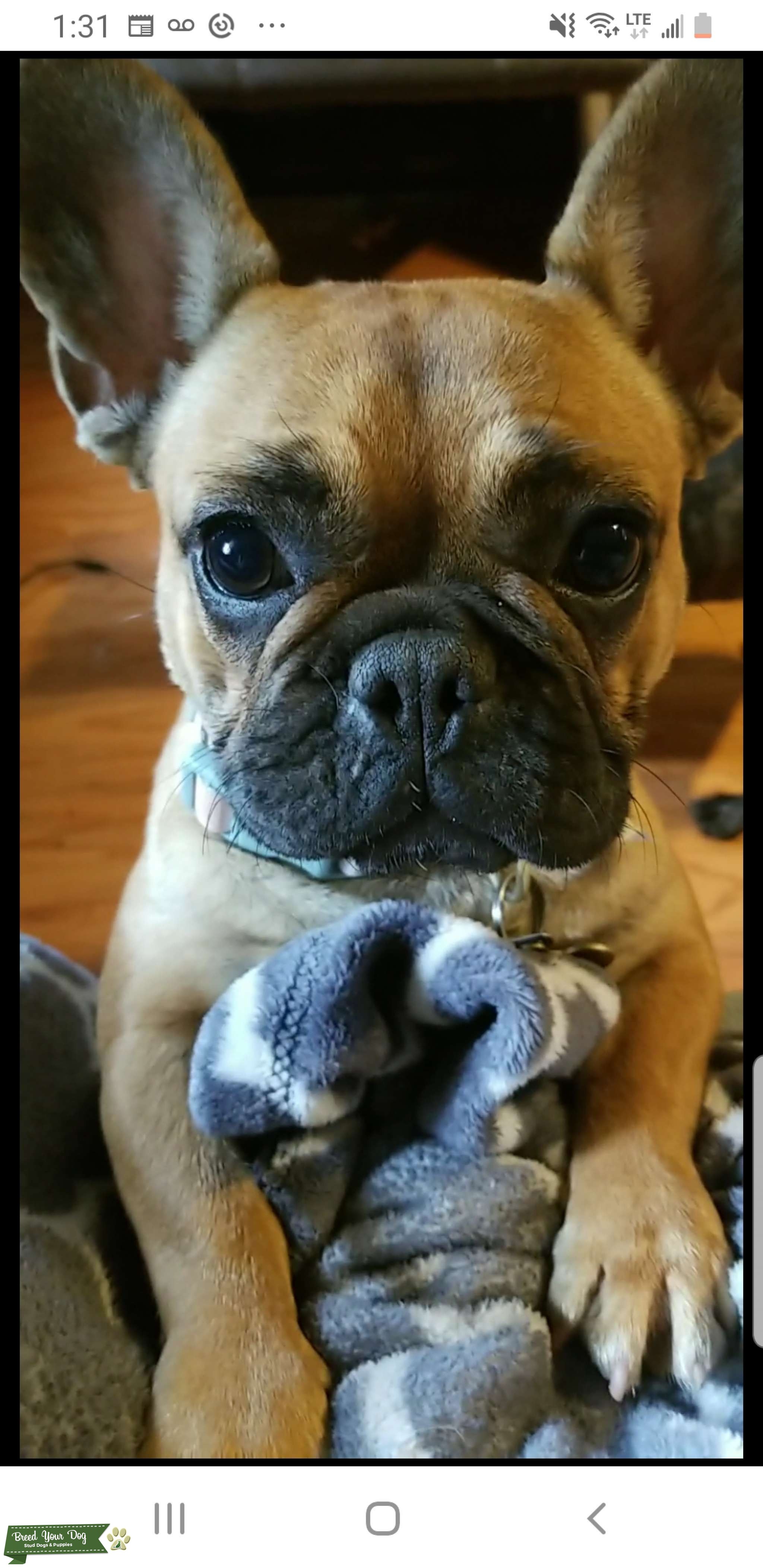 Red french bulldog - Stud Dog in Texas, the United States | Breed Your Dog