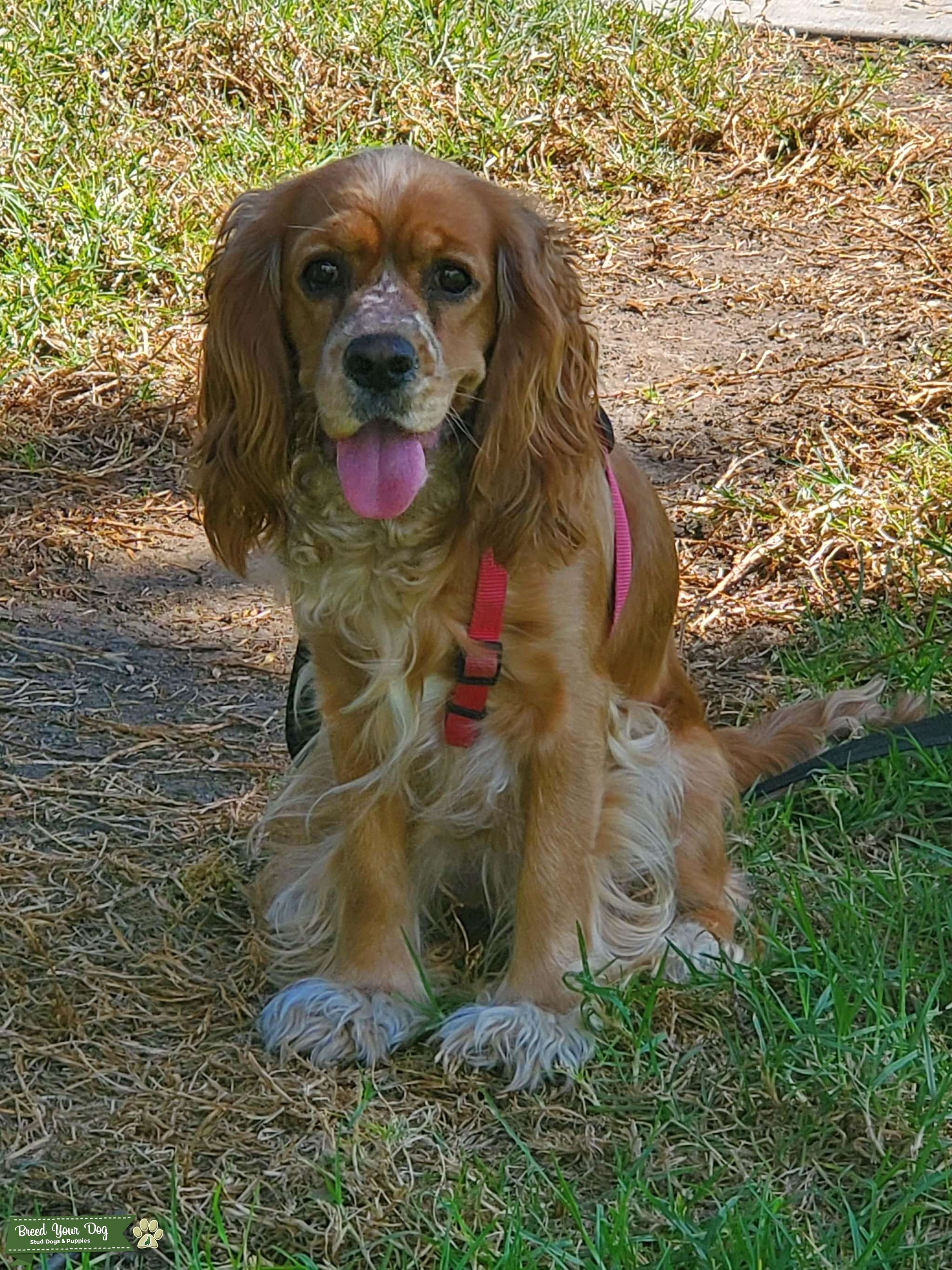 KingDom Cockers - Stud Dog in CA, the United States | Breed Your Dog