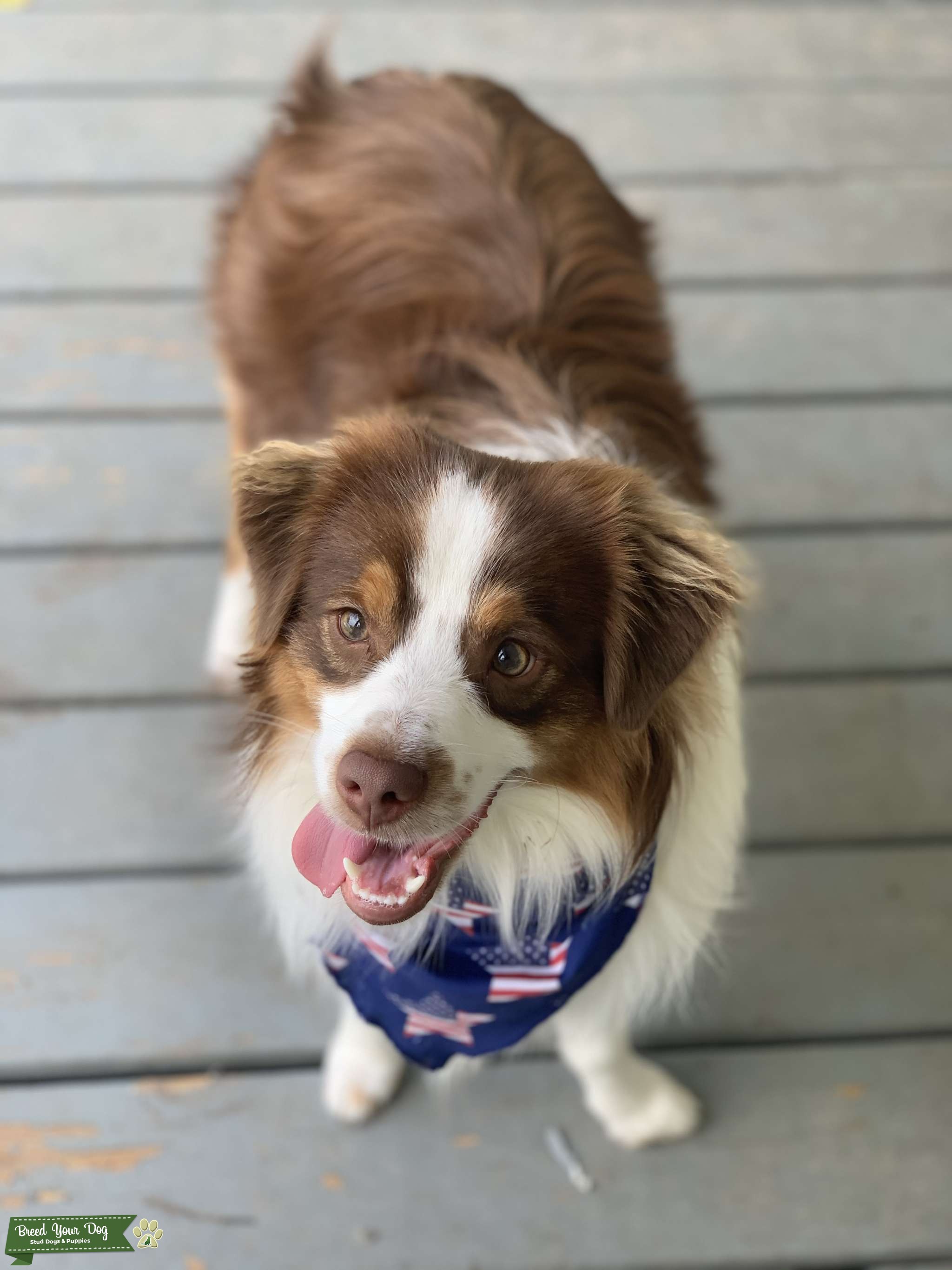 Mini Australian Shepard looking for mate - Stud Dog in Kansas, the ...