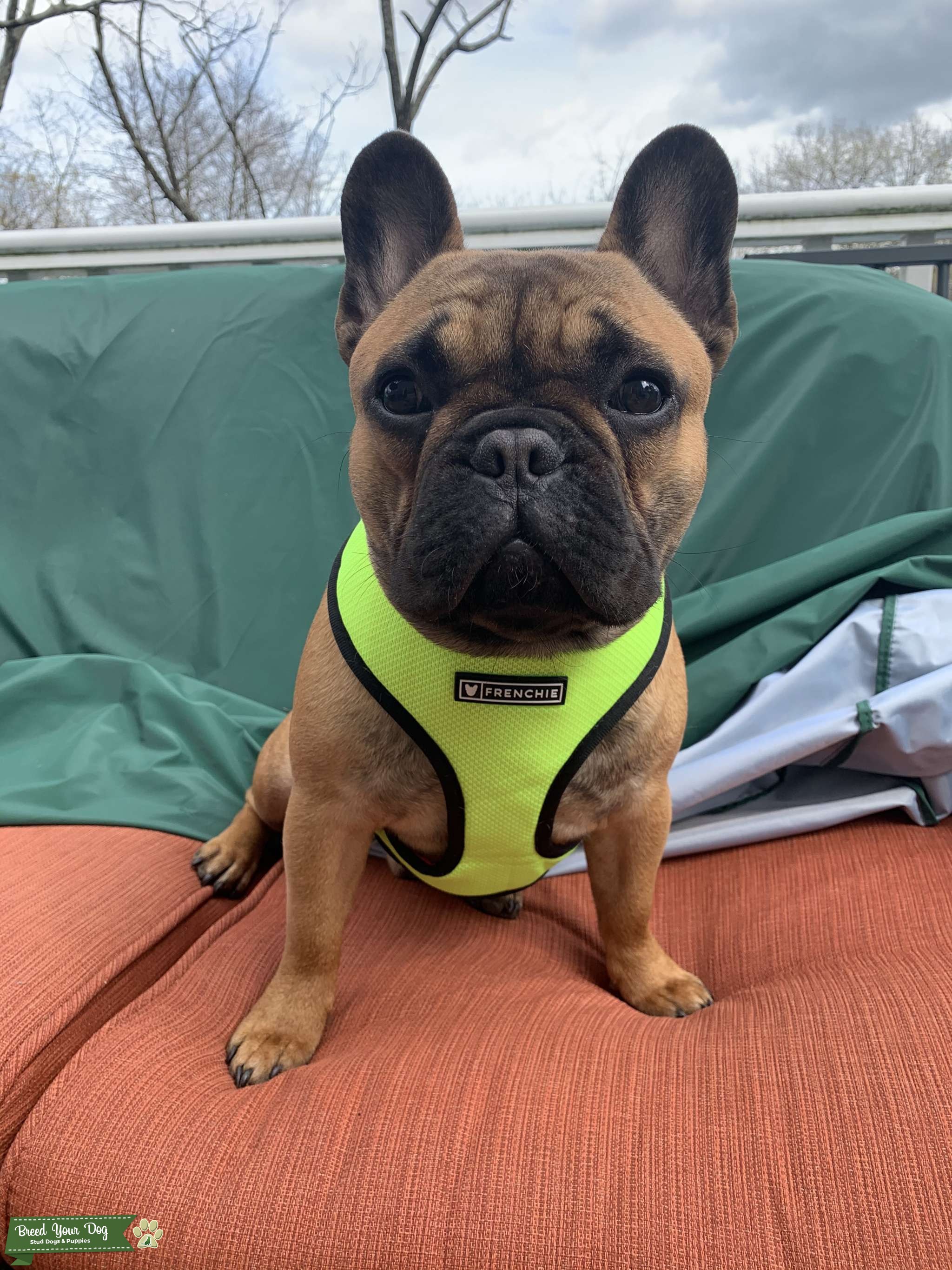 Male French Bull Dog Stud - Stud Dog in New York/New Jersey, the United ...