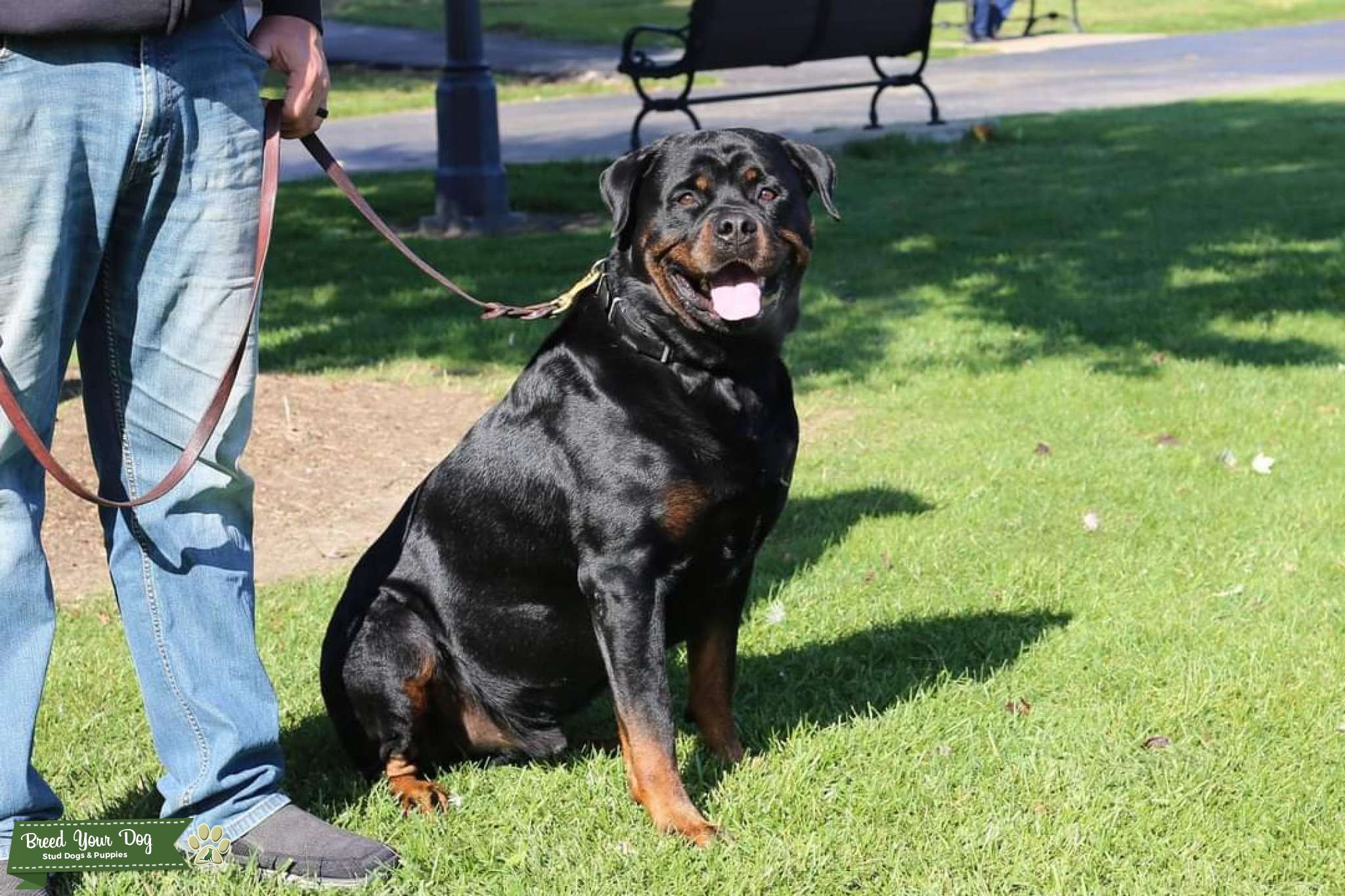 Rottweiler - Stud Dog in MI, the United States | Breed Your Dog