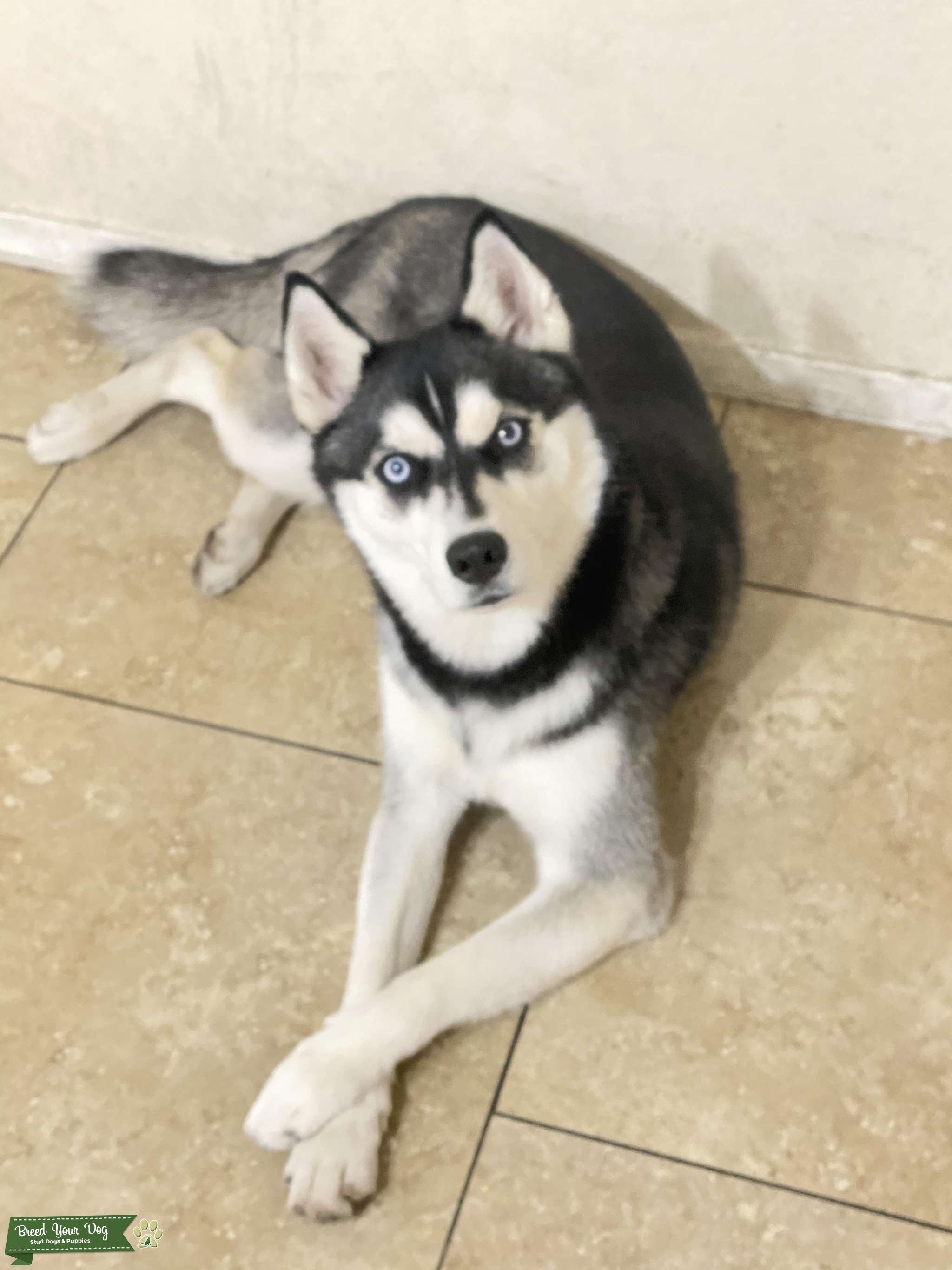 Looking for Male husky - Stud Dog in Phoenix , the United States ...