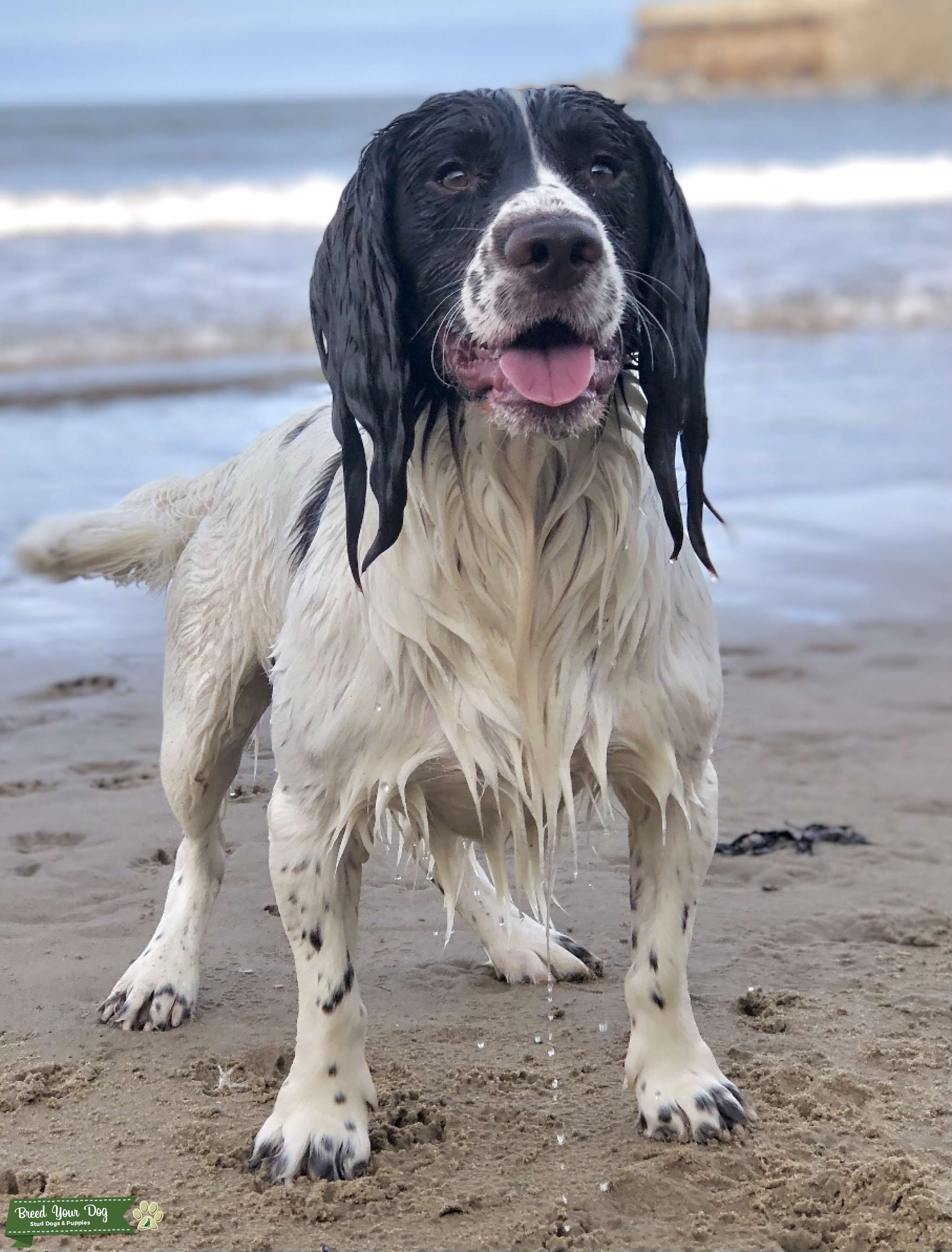 Solid Sprocker Stud - Stud Dog in North Yorkshire , United States ...