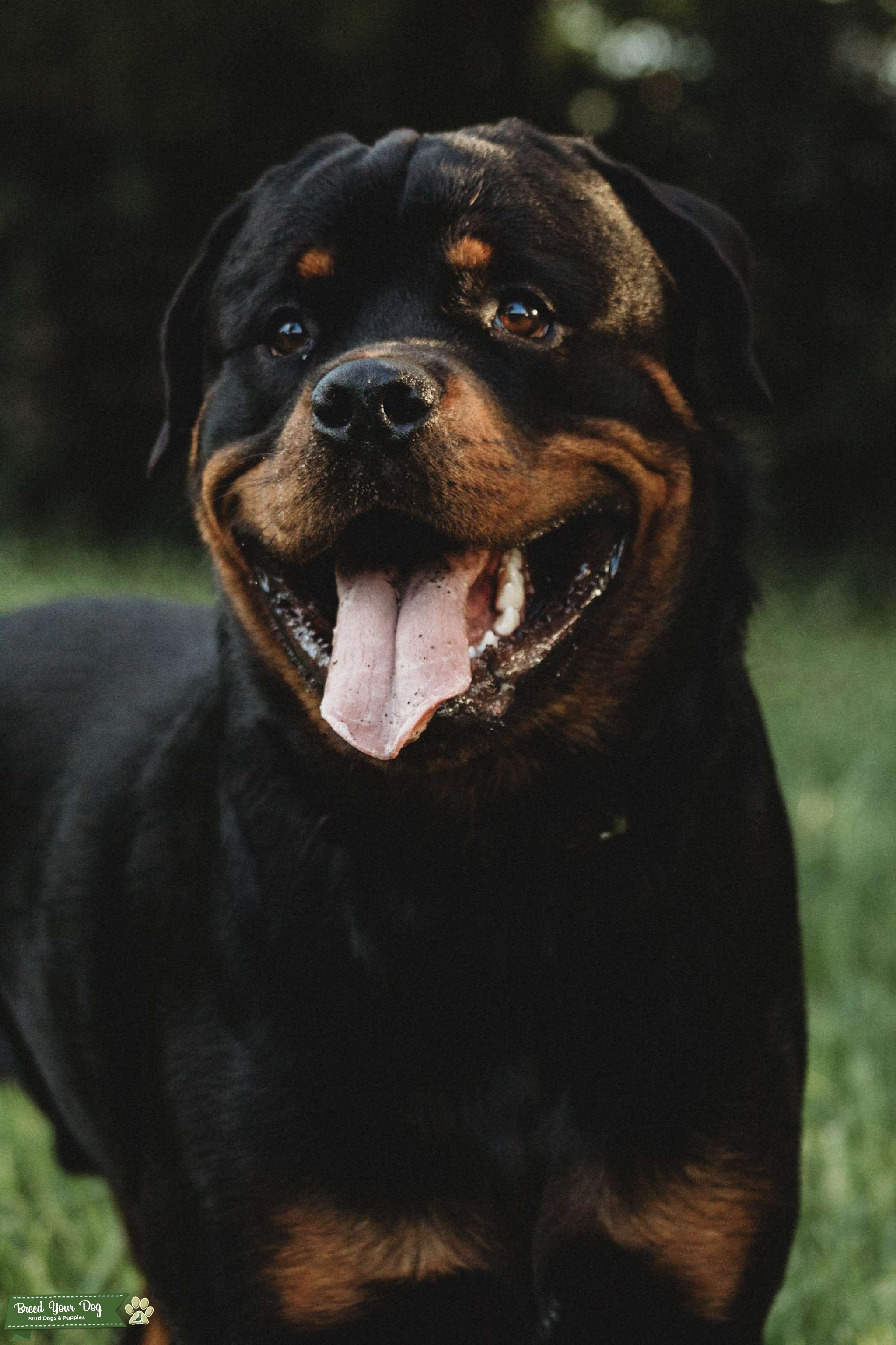 Pure bred German Rottweiler - Stud Dog Houston - Breed Your Dog
