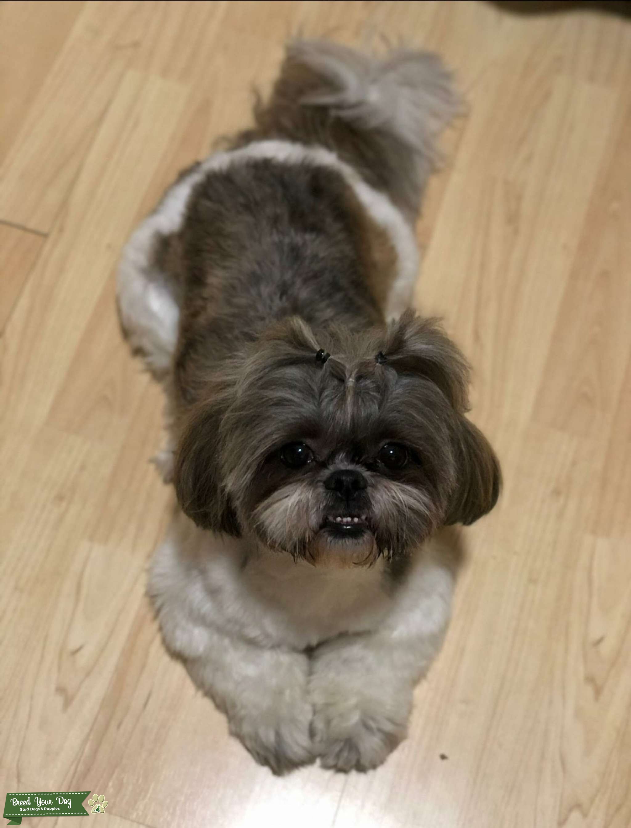 Shih Tzu Female - Stud Dog in London, the United States | Breed Your Dog