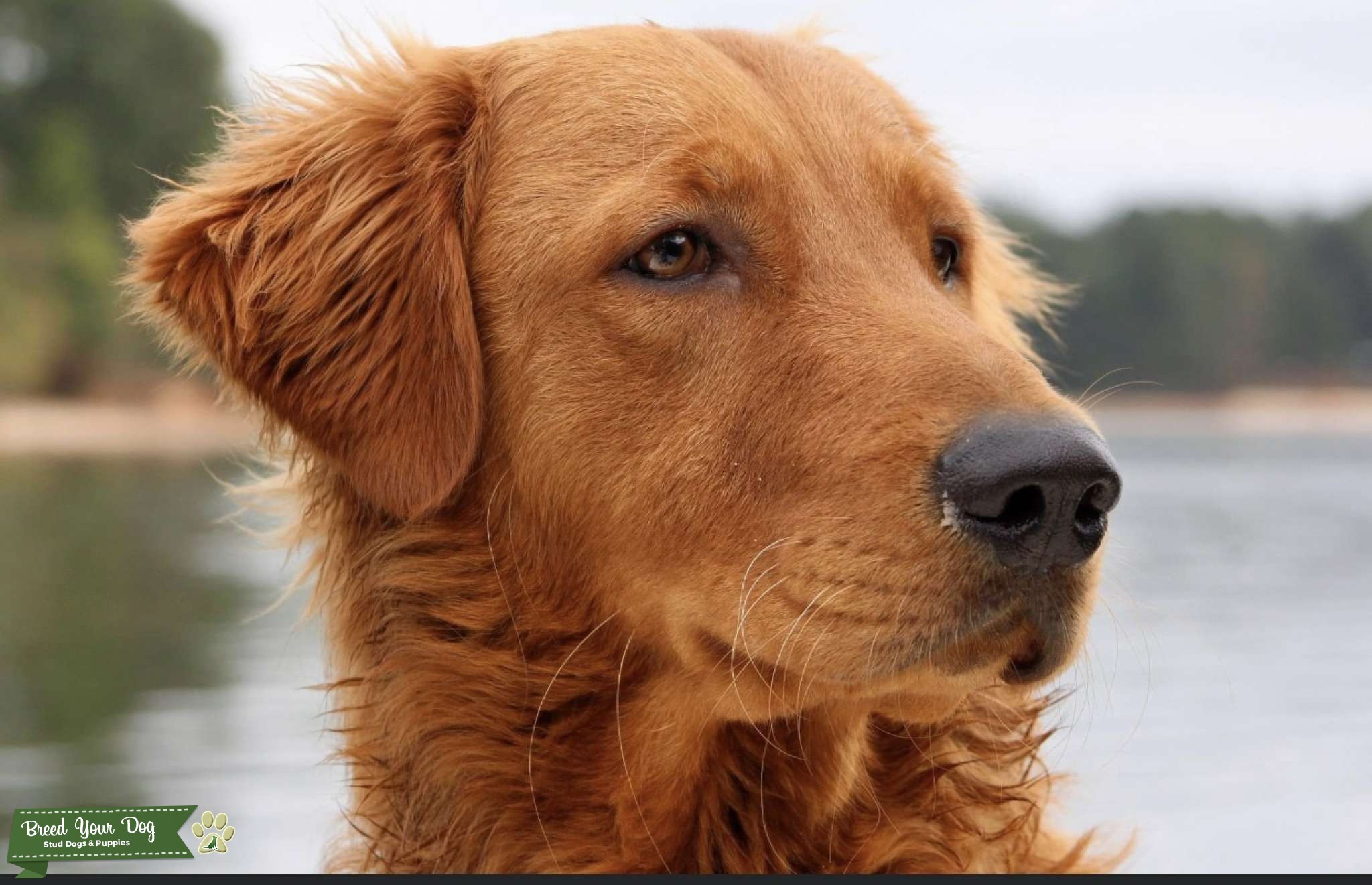 Stud - Stud Dog in Lavonia, the United States | Breed Your Dog