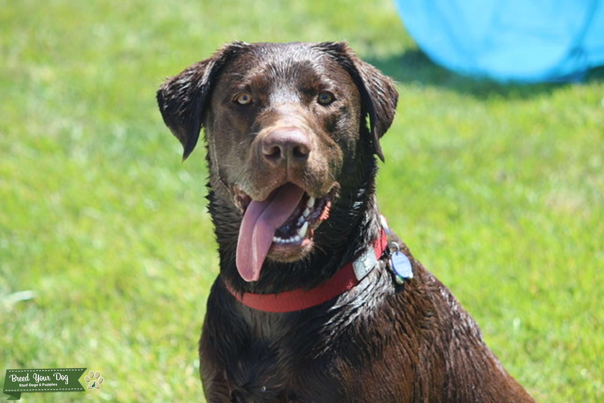 Choc Lab Male 17 months 82 lbs - Stud Dog So Calif. West valley - Breed ...