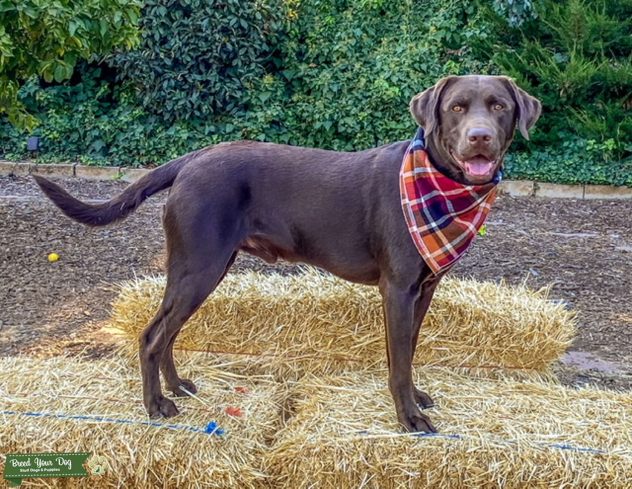 Choc Lab Male 17 months 82 lbs - Stud Dog So Calif. West valley - Breed ...
