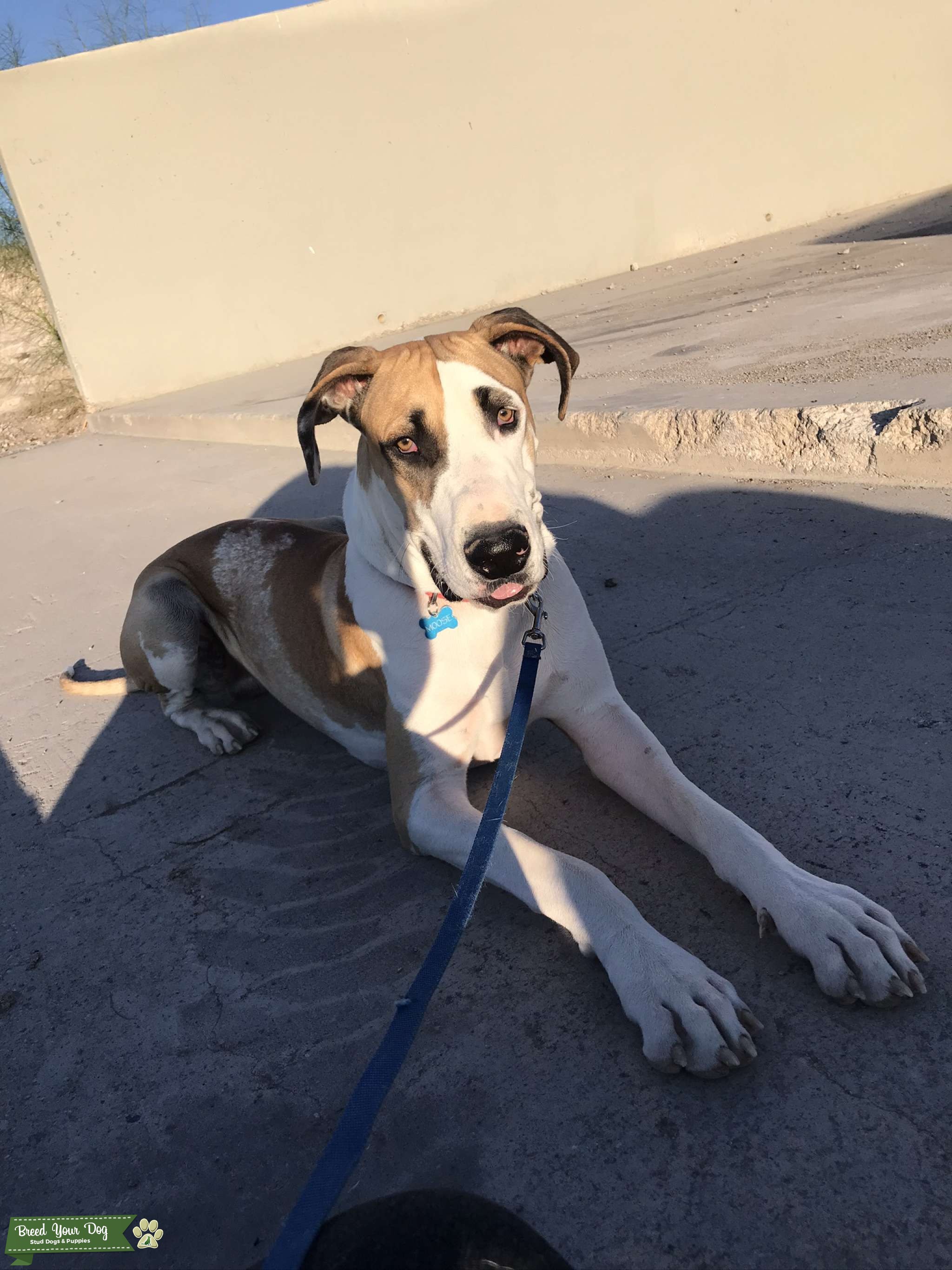 Merlequin Great Dane Stud - Stud Dog in Nevada, United States | Breed ...