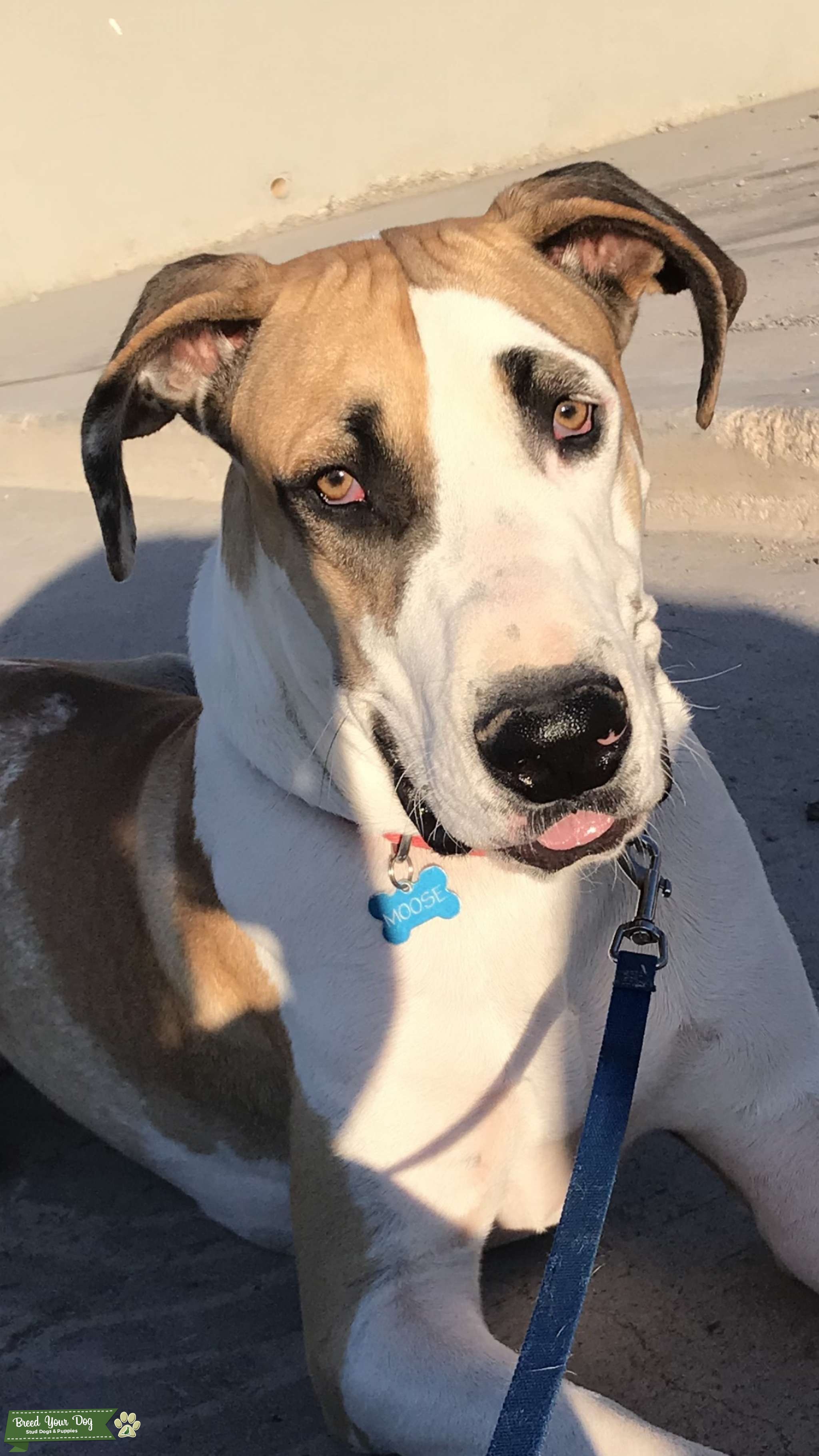 Merlequin Great Dane Stud - Stud Dog in Nevada, United States | Breed ...