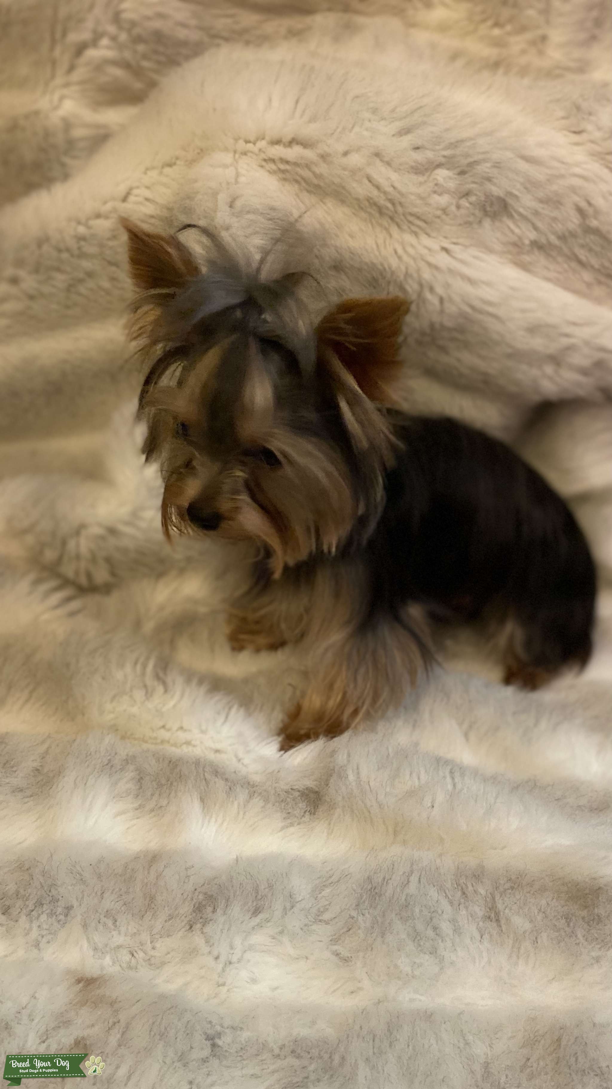 Yorkie Stud Service - Stud Dog in Usa, the United States | Breed Your Dog