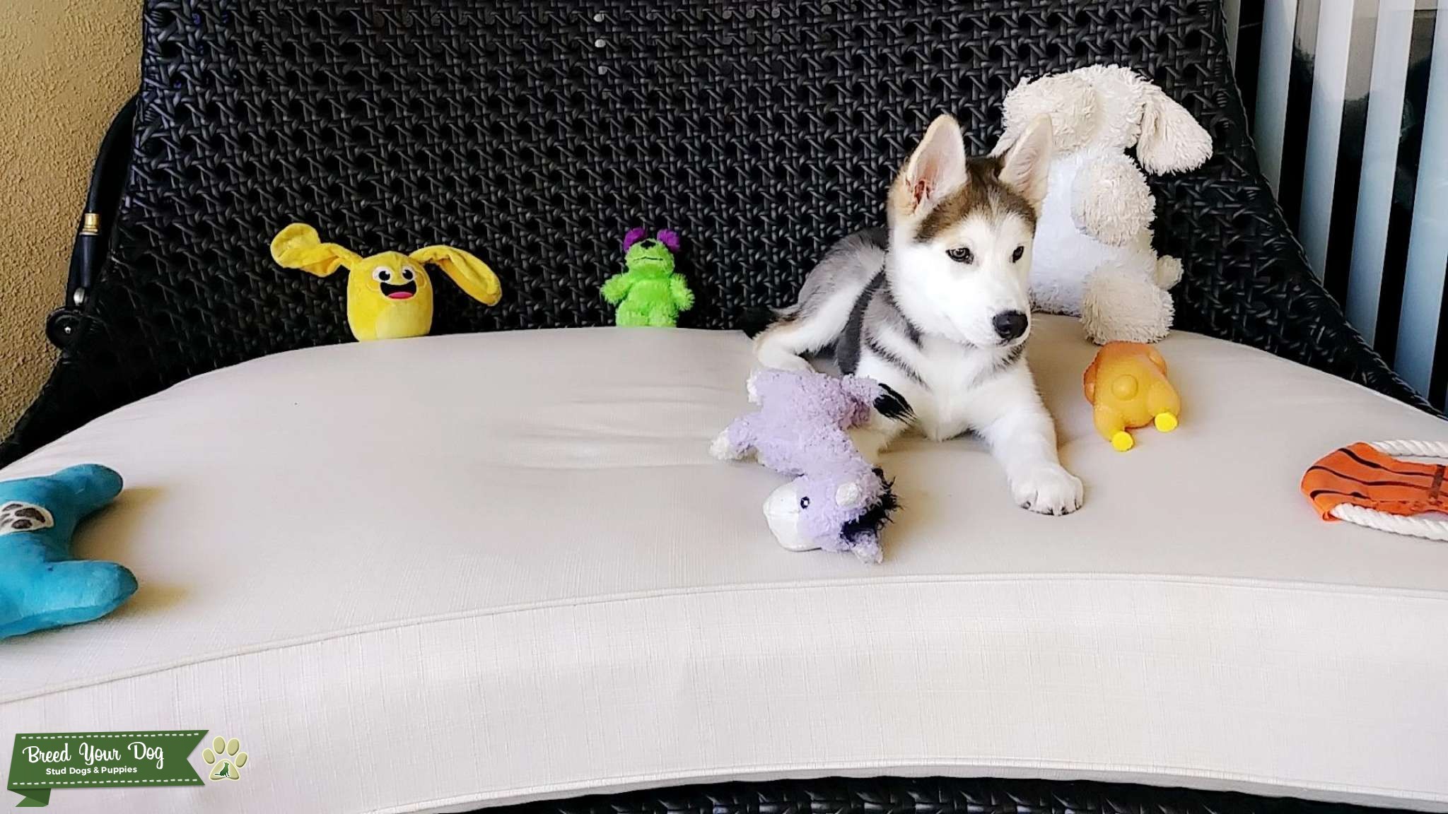 Saddleback Siberian husky - Stud Dog in California , the United States ...