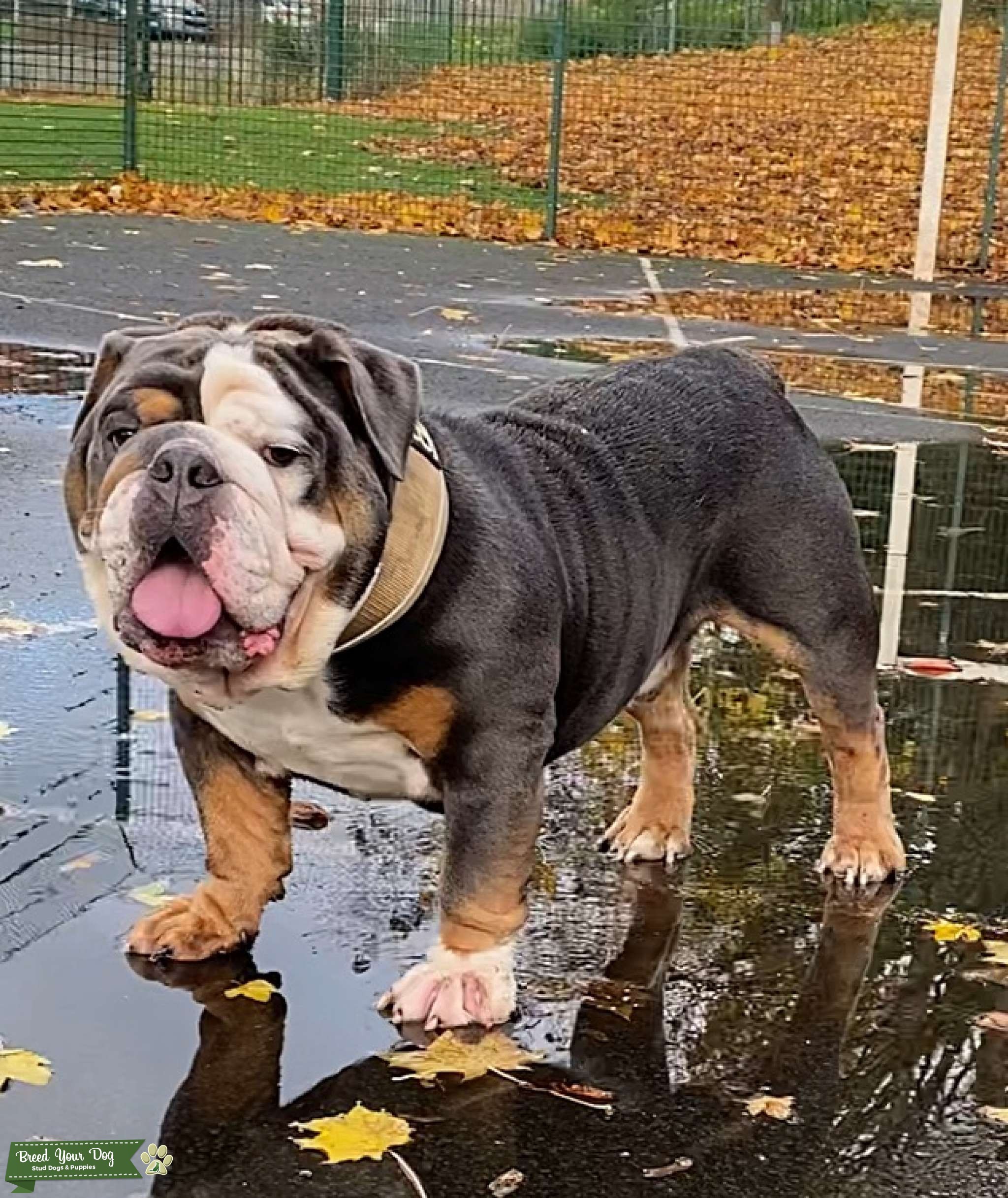 FOR STUD English Bulldog - Stud Dog in West Midlands , the United ...