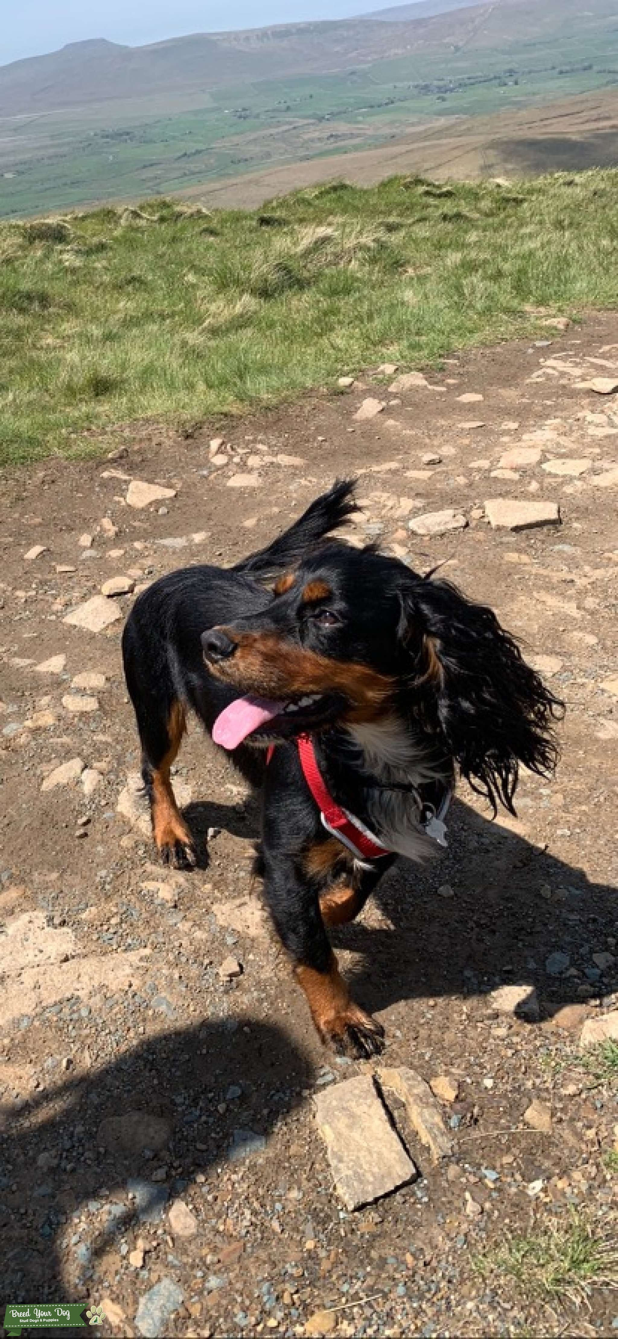 Tri-Colour Cocker Stud - Stud Dog in West Yorkshire, the United States ...