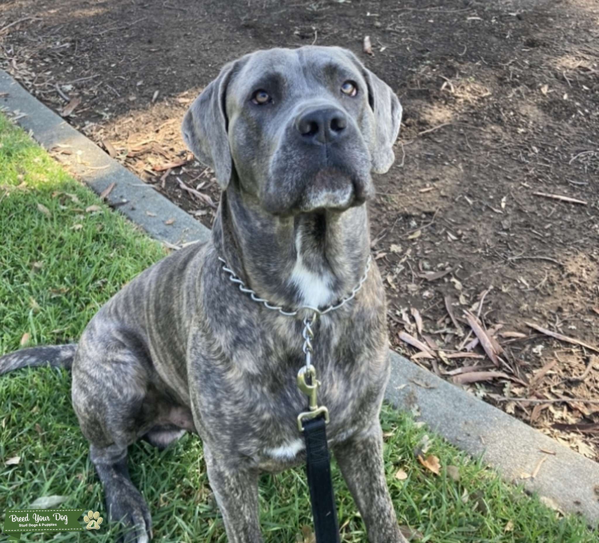 Purebred Brindle Cane Corso - Stud Dog California - Breed Your Dog