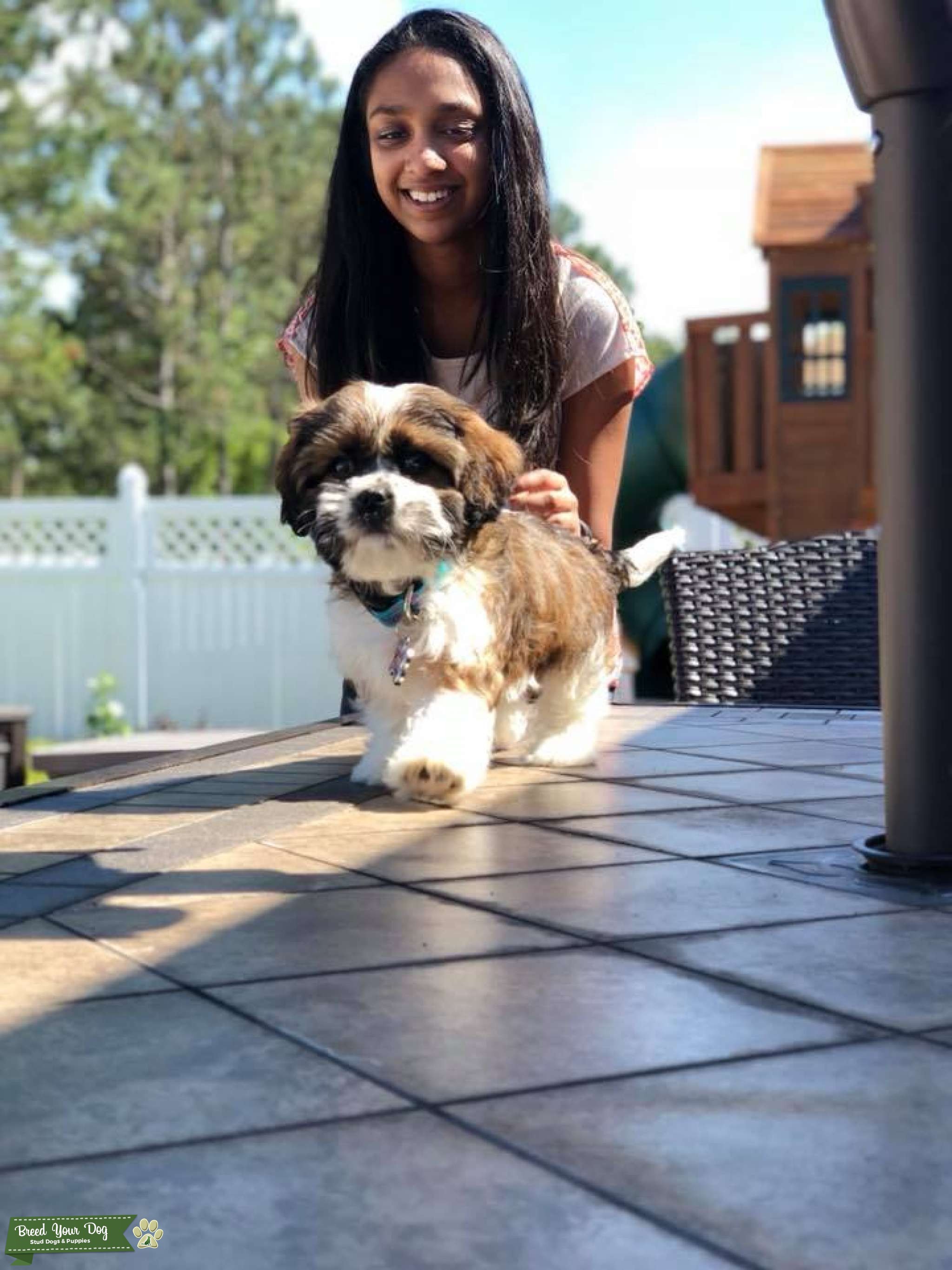 Lhasalier - Stud Dog in Jacksonville, FL, the United States | Breed ...