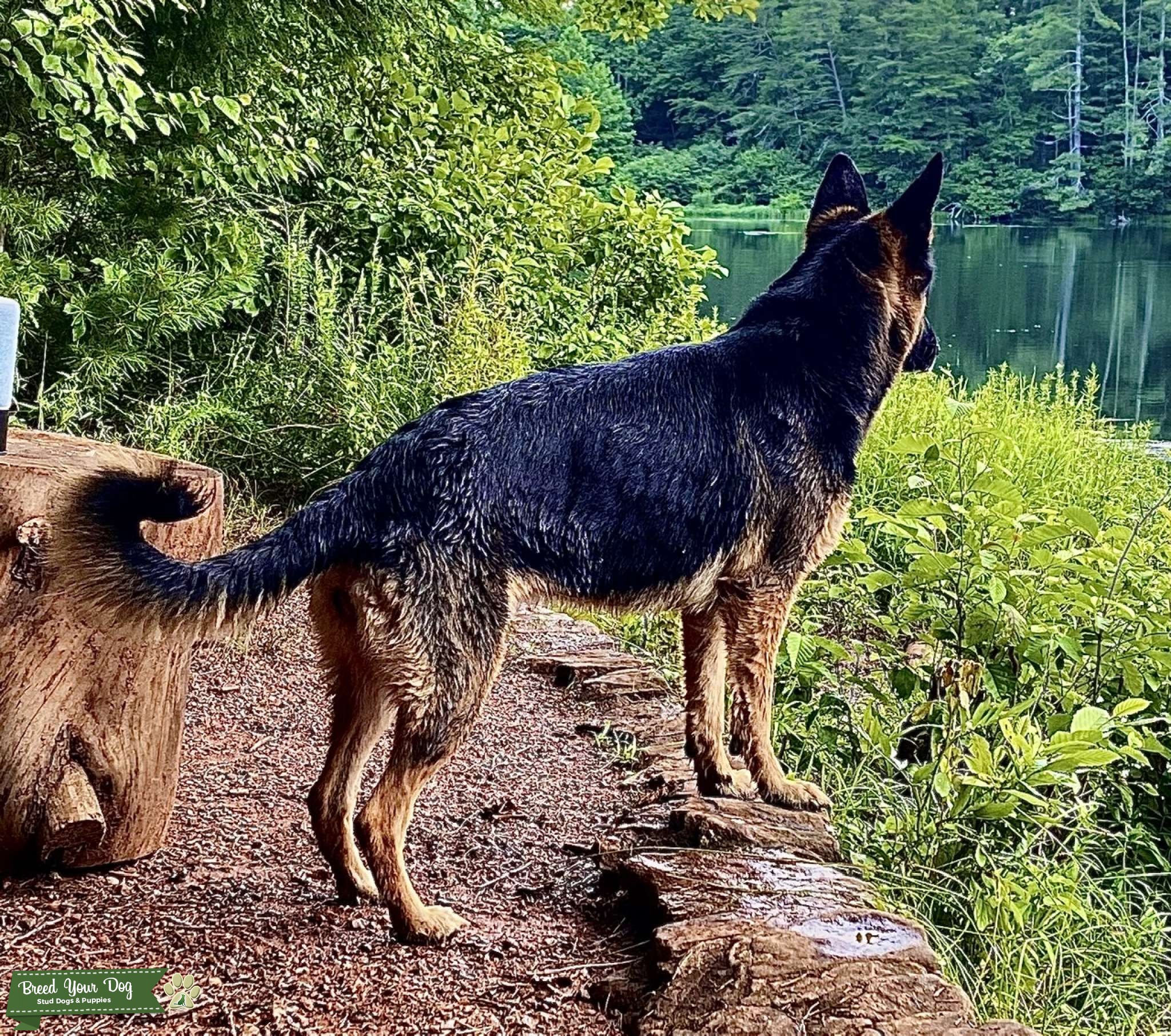 Pure bred working line German Shepherd - Stud Dog in Georgia, United ...