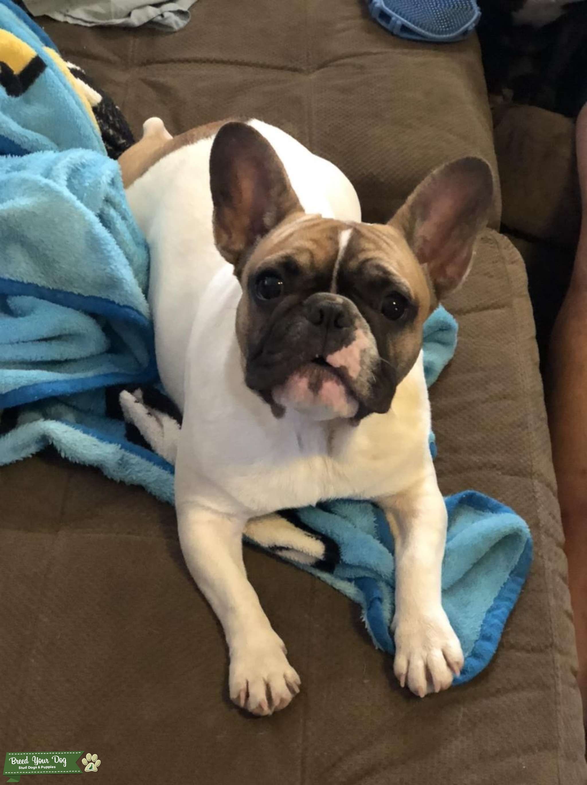 Cream/Fawn/Fallow French Bulldog - Stud Dog Texas - Breed Your Dog