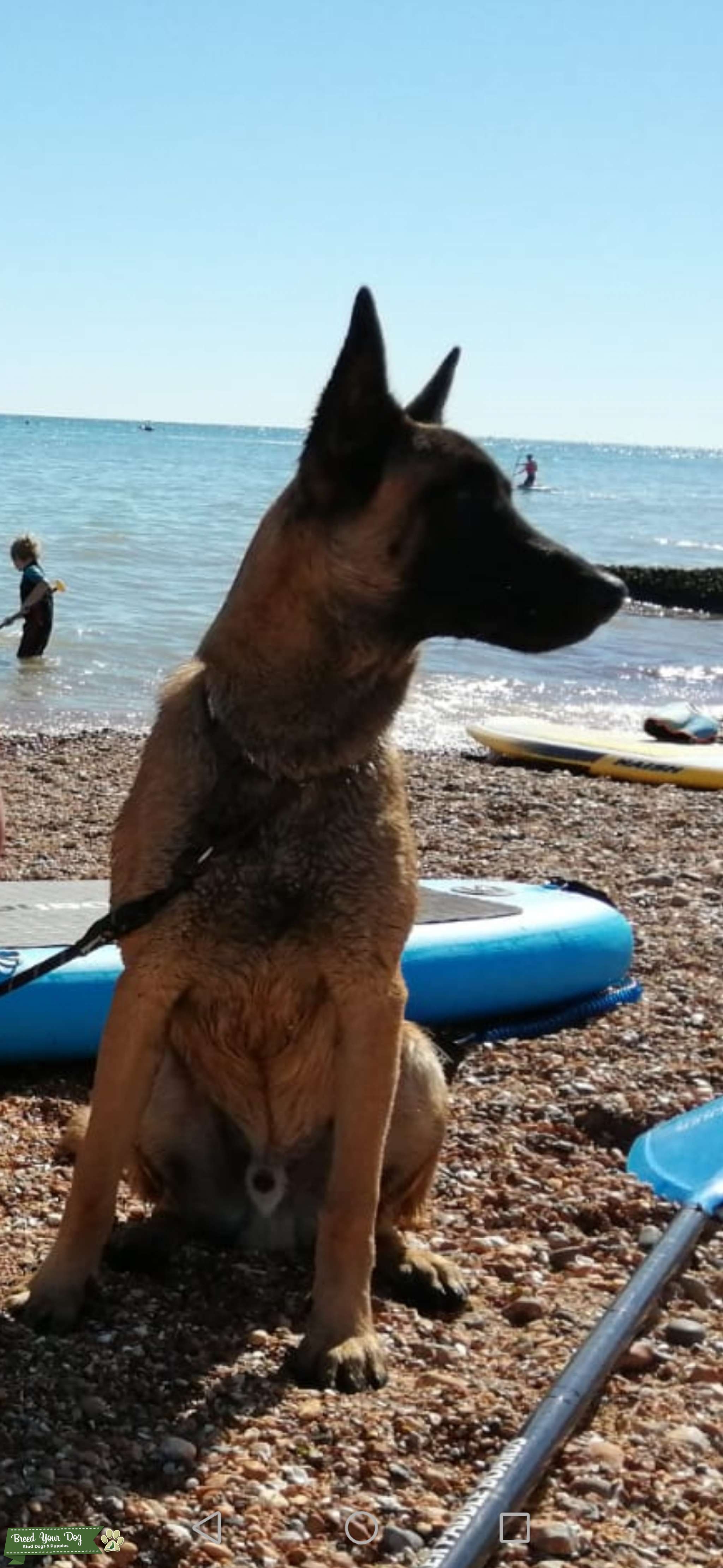 Fawn Belgian shepherd - Stud Dog in Brighton, United States | Breed ...