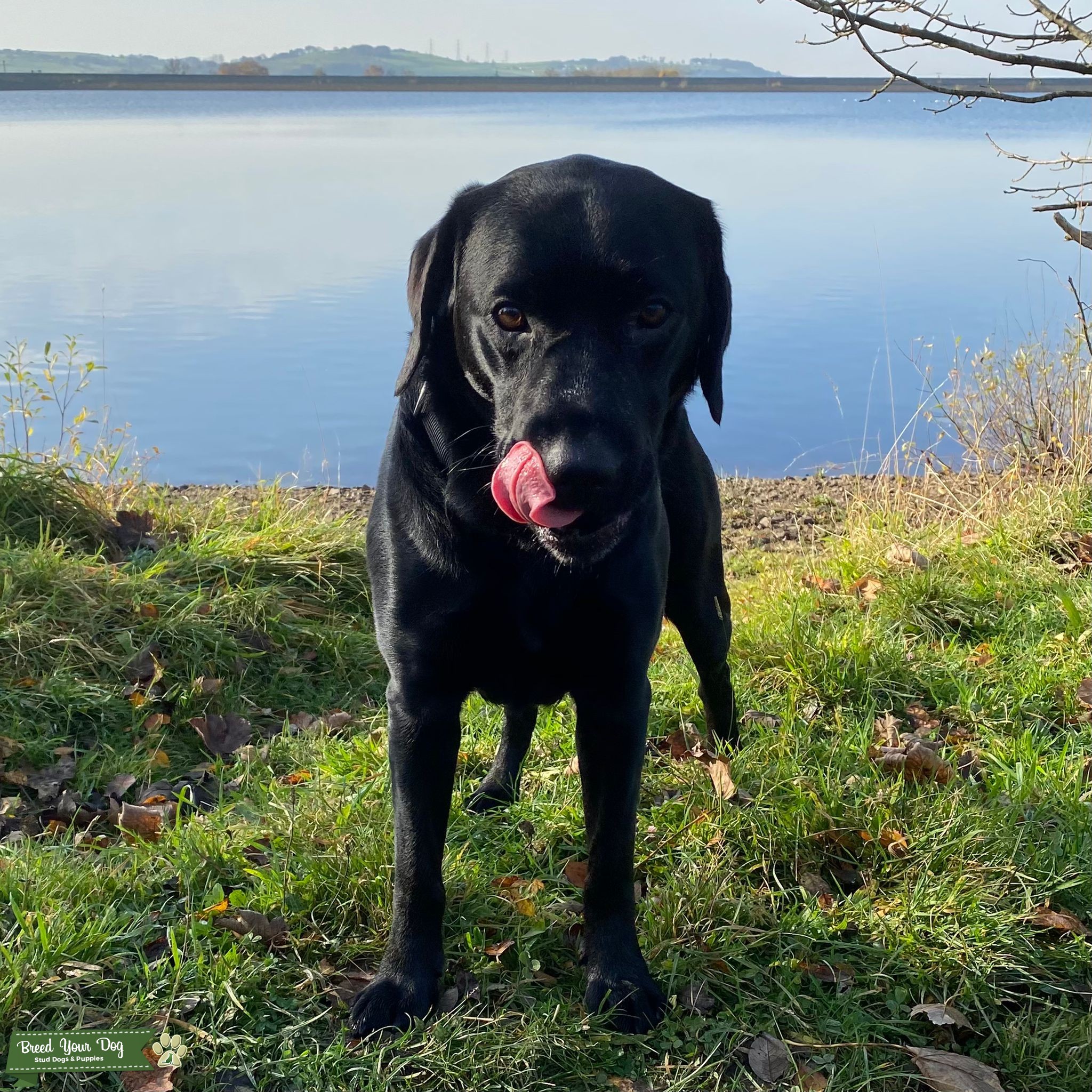 PROVEN KC Stunning Black Labrador Retriever For Stud - Stud Dog in ...