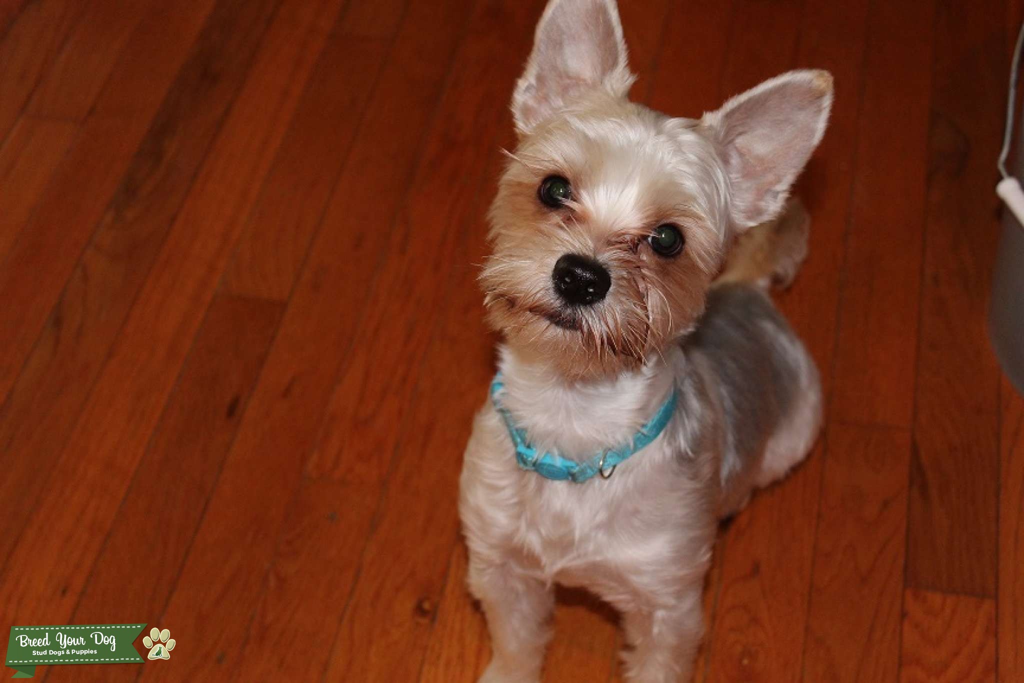Parti Yorkshire Terrier looking for Girlfriend - Stud Dog in Tennessee ...