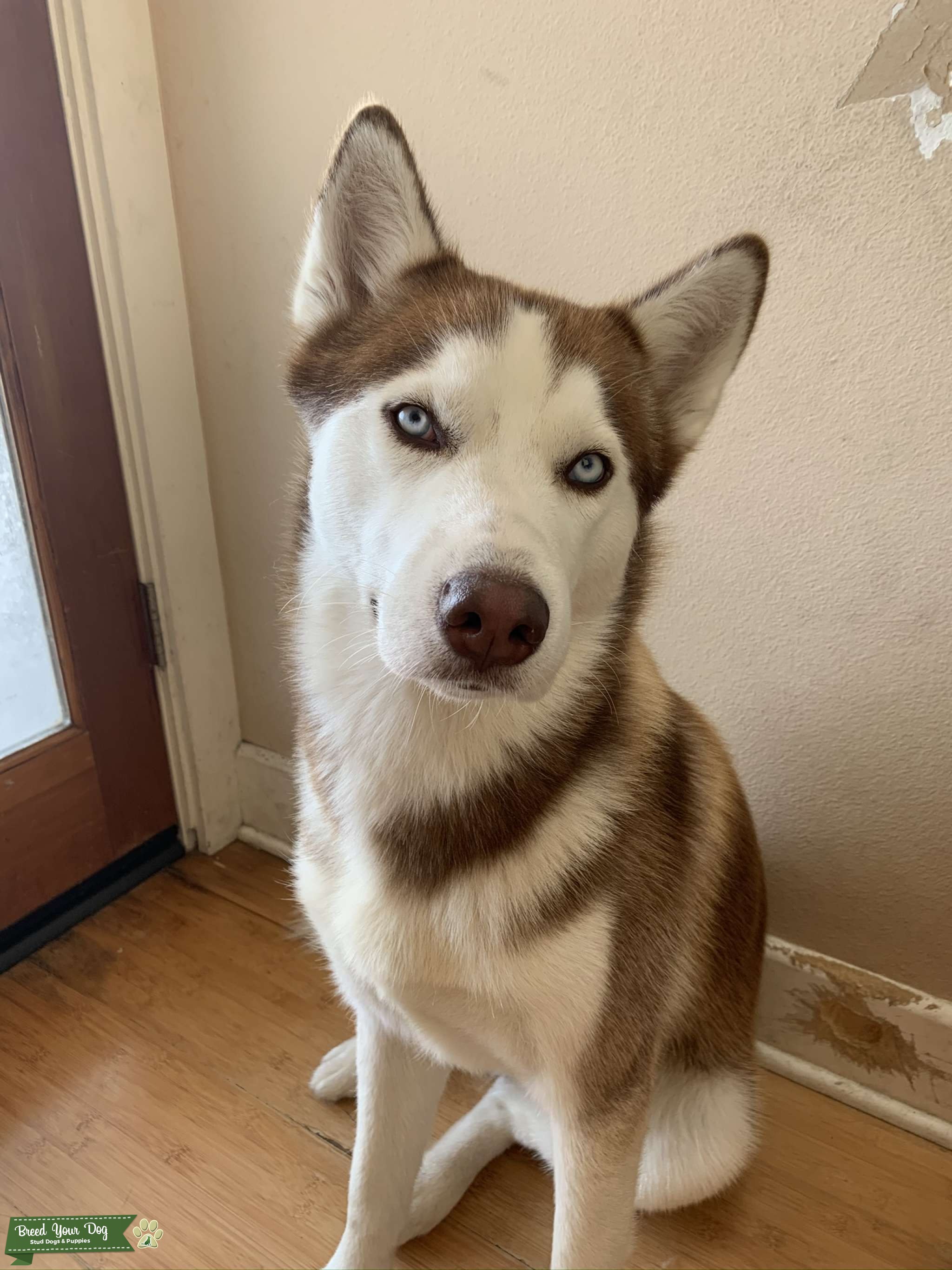 Siberian husky male - Stud Dog in Dana Point, United States | Breed ...